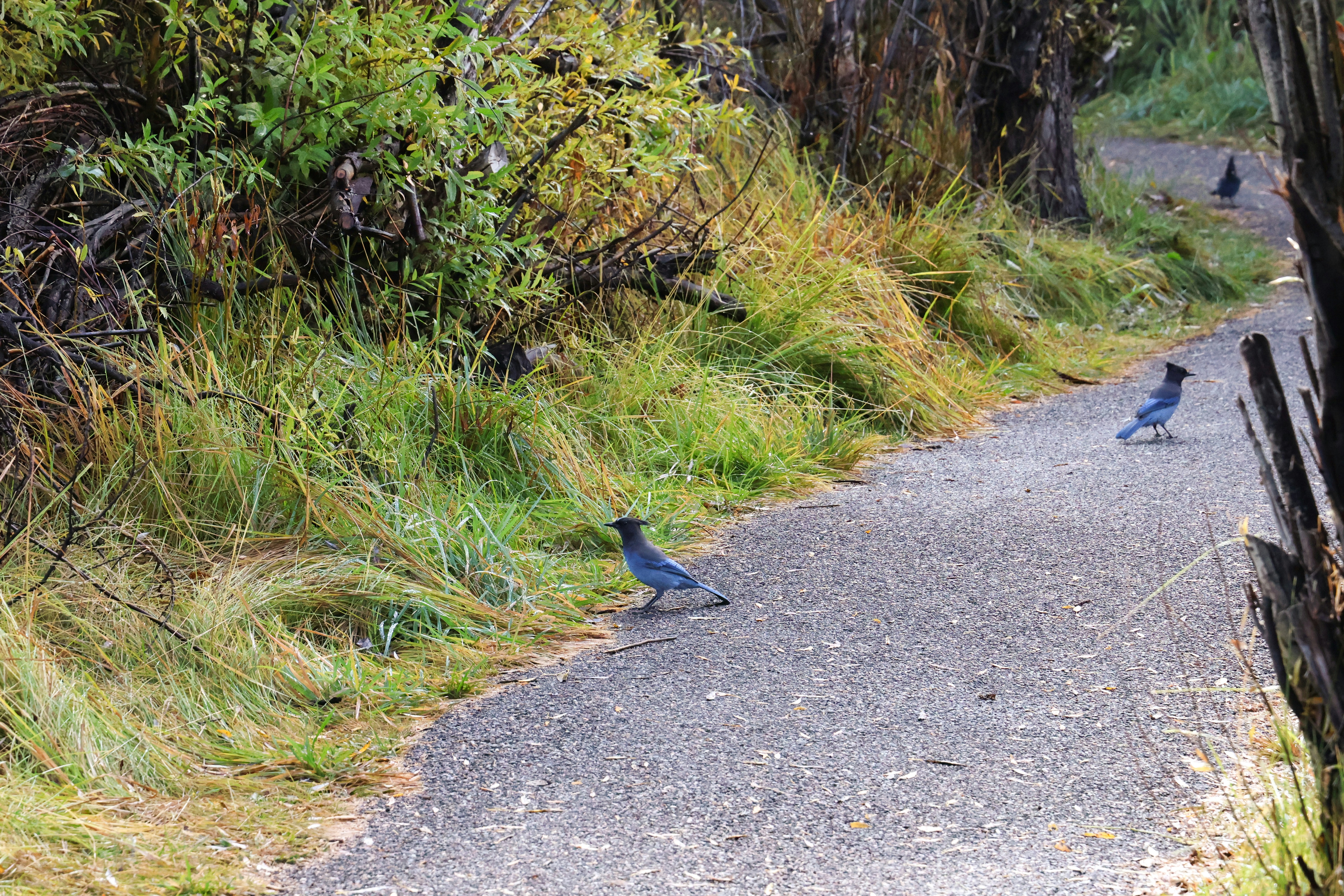 Three Magpies on a Gravel Path Framed by Wild Grass and Fence