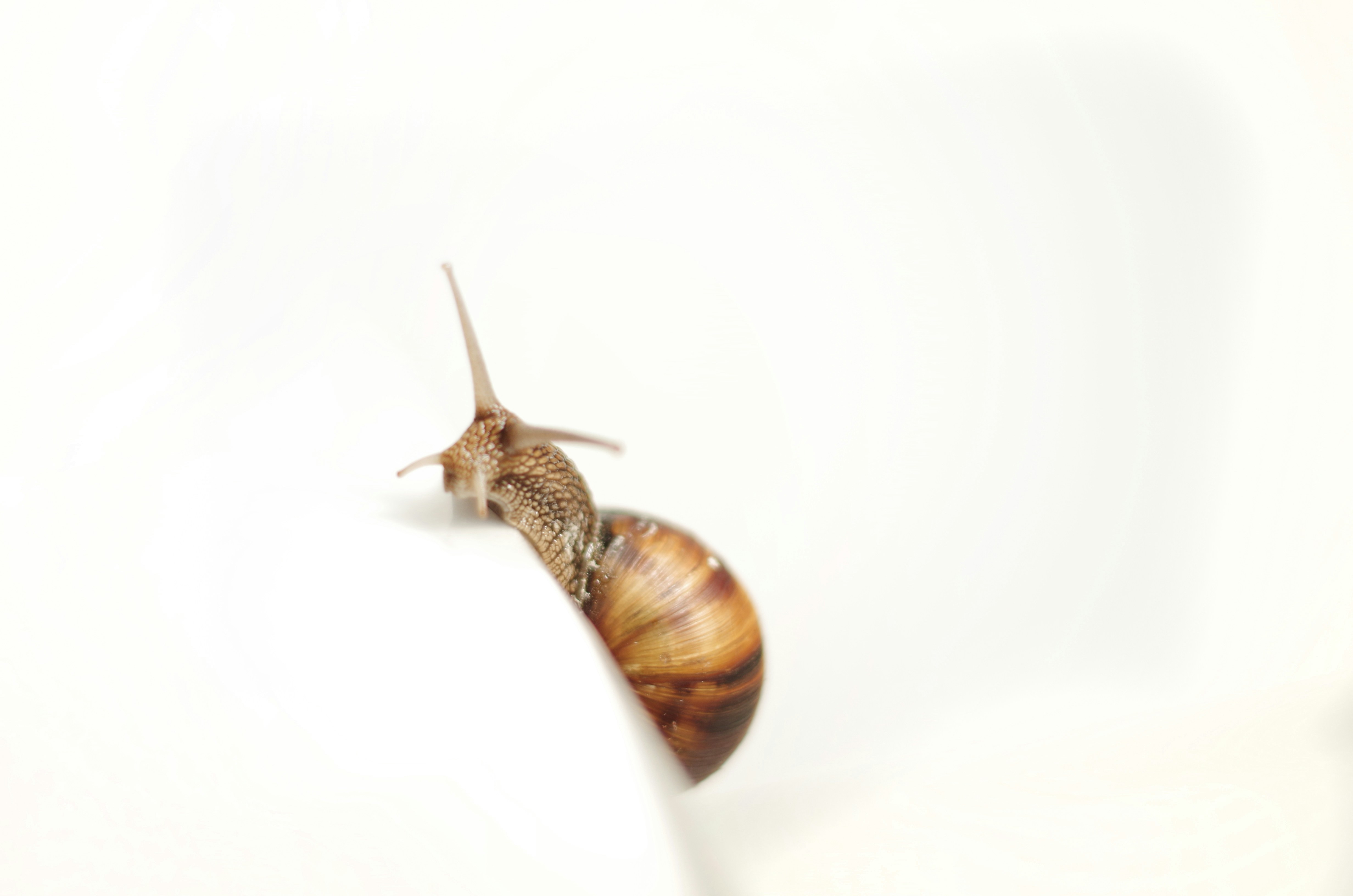 A Quiet Trek: Brown Snail on Pristine White Fabric