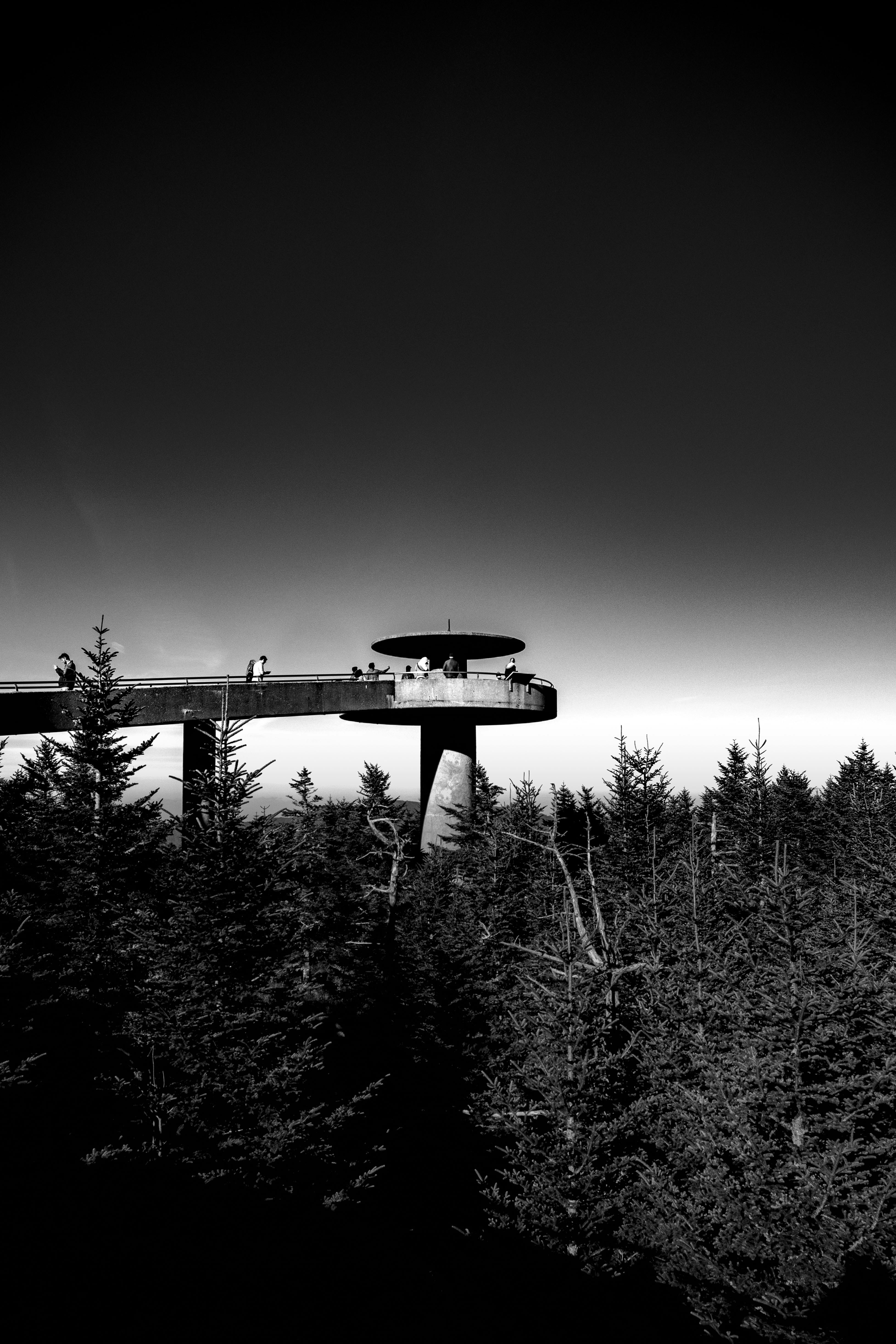The Lookout Ring Above the Pines