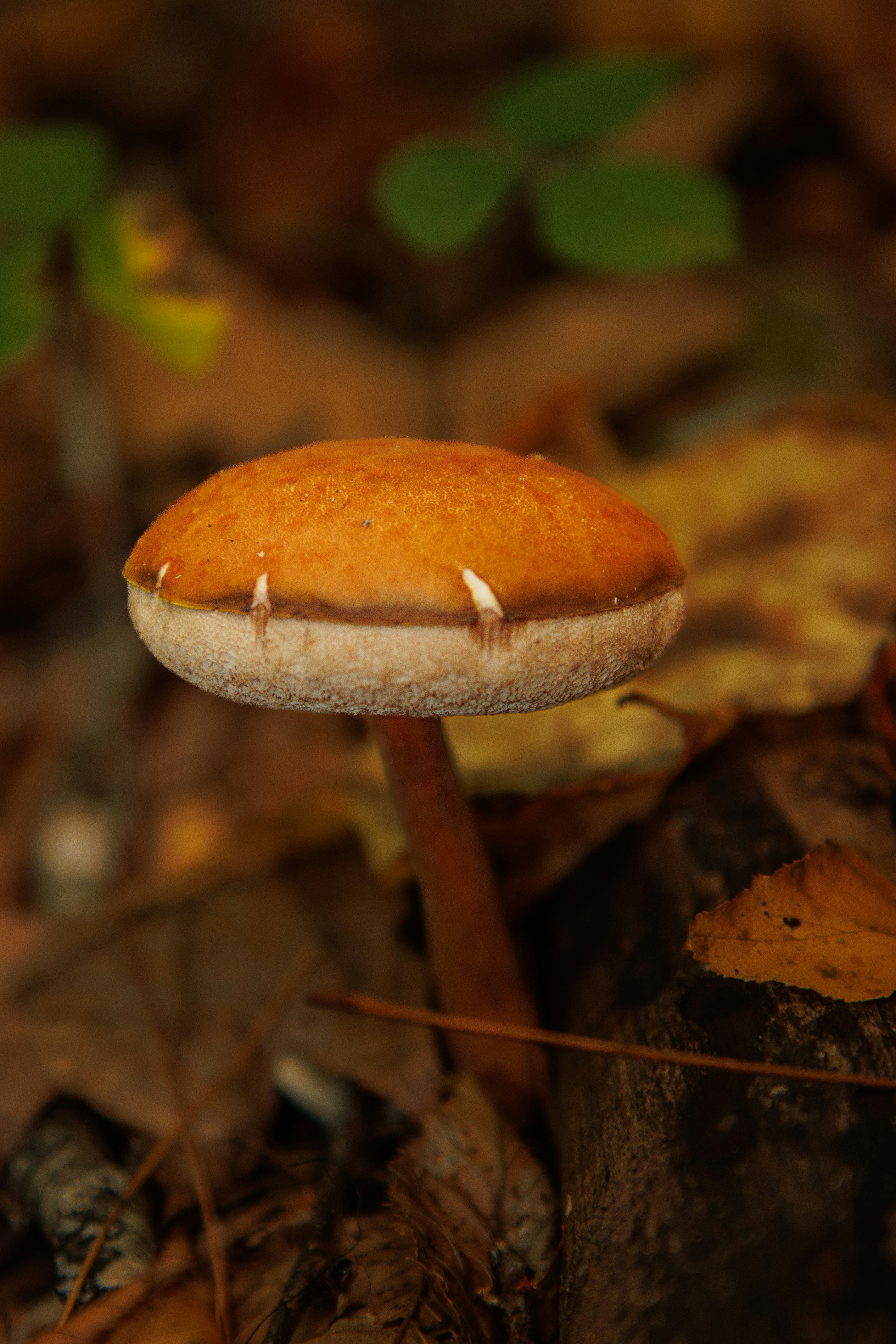 Amber-Cap Sentinel: A Lone Mushroom in Quiet Leaf-Litter Understory