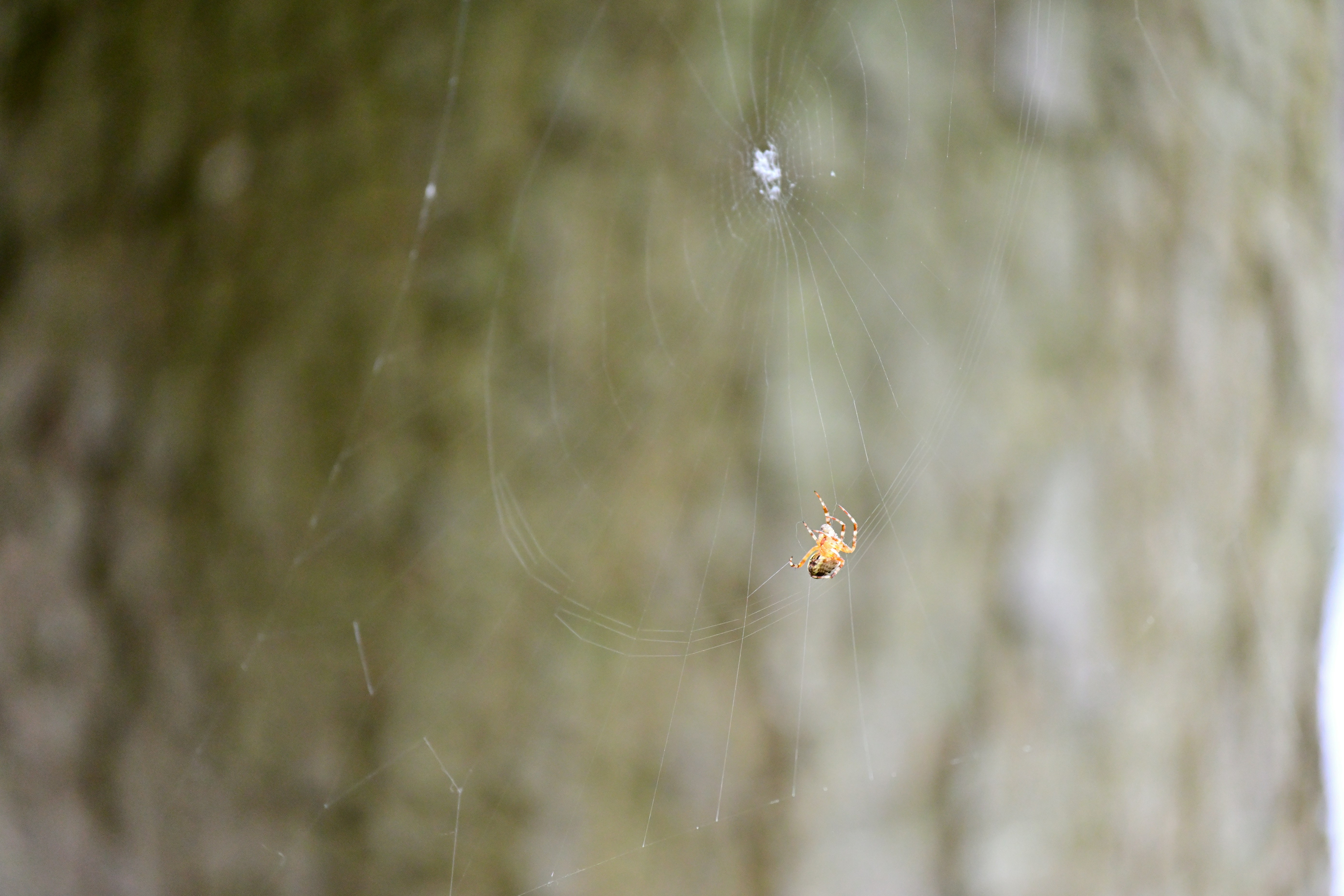 Photo by Amin Zabardast with Nikon Z30