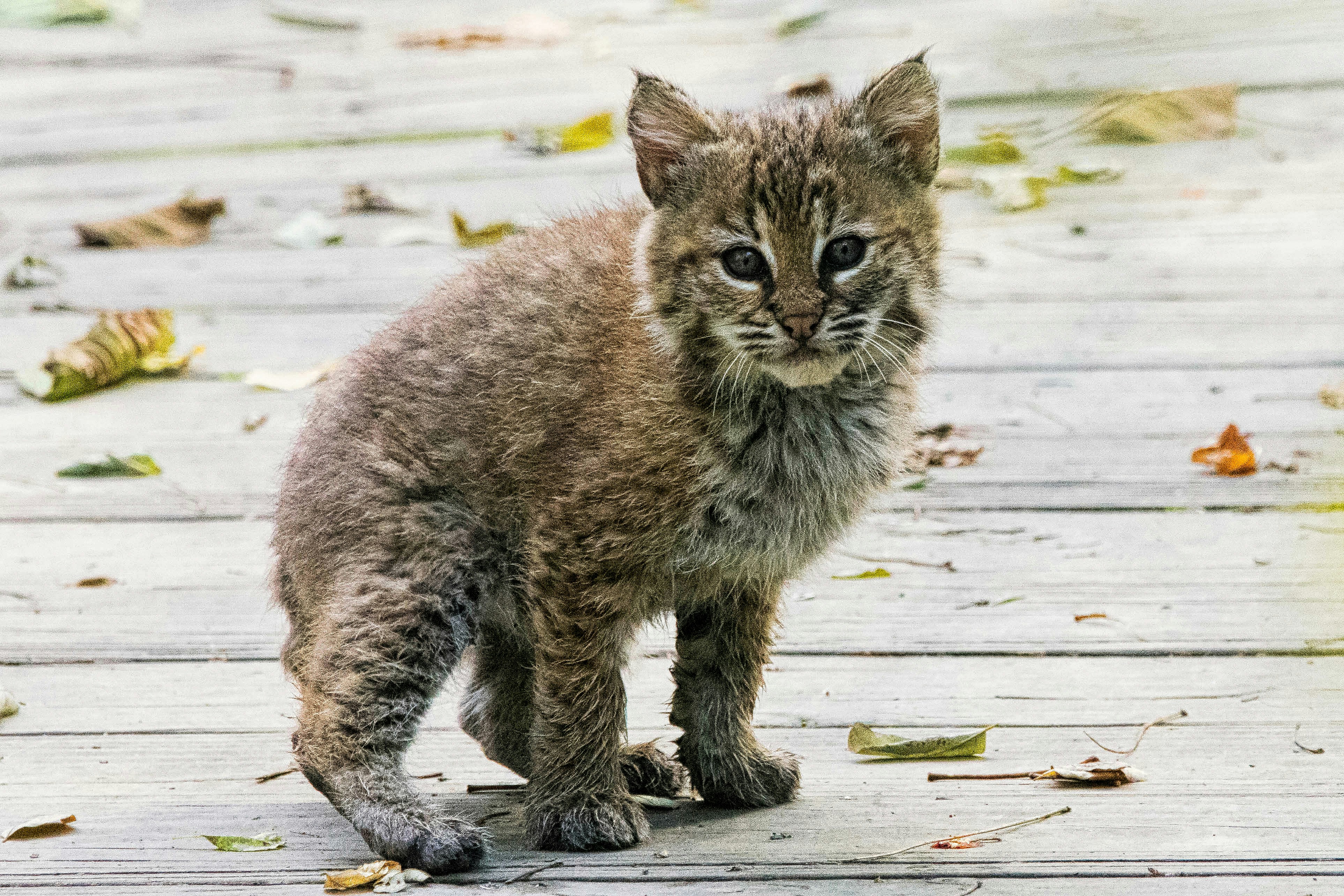 A small kitten walking across a wooden walkway photo – Free Delmar ...