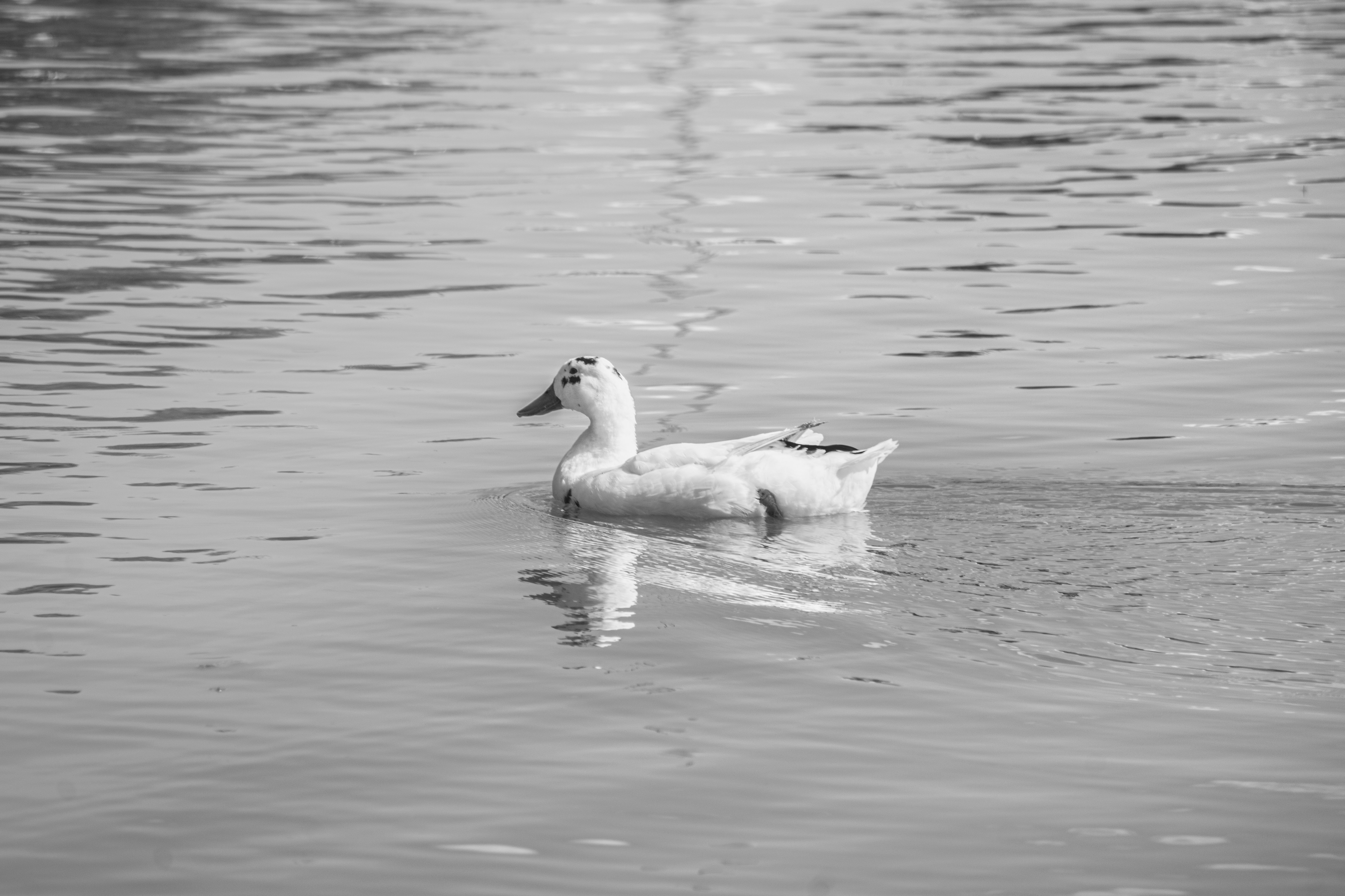 Duck gliding gracefully across rippling water, captured in black and white.