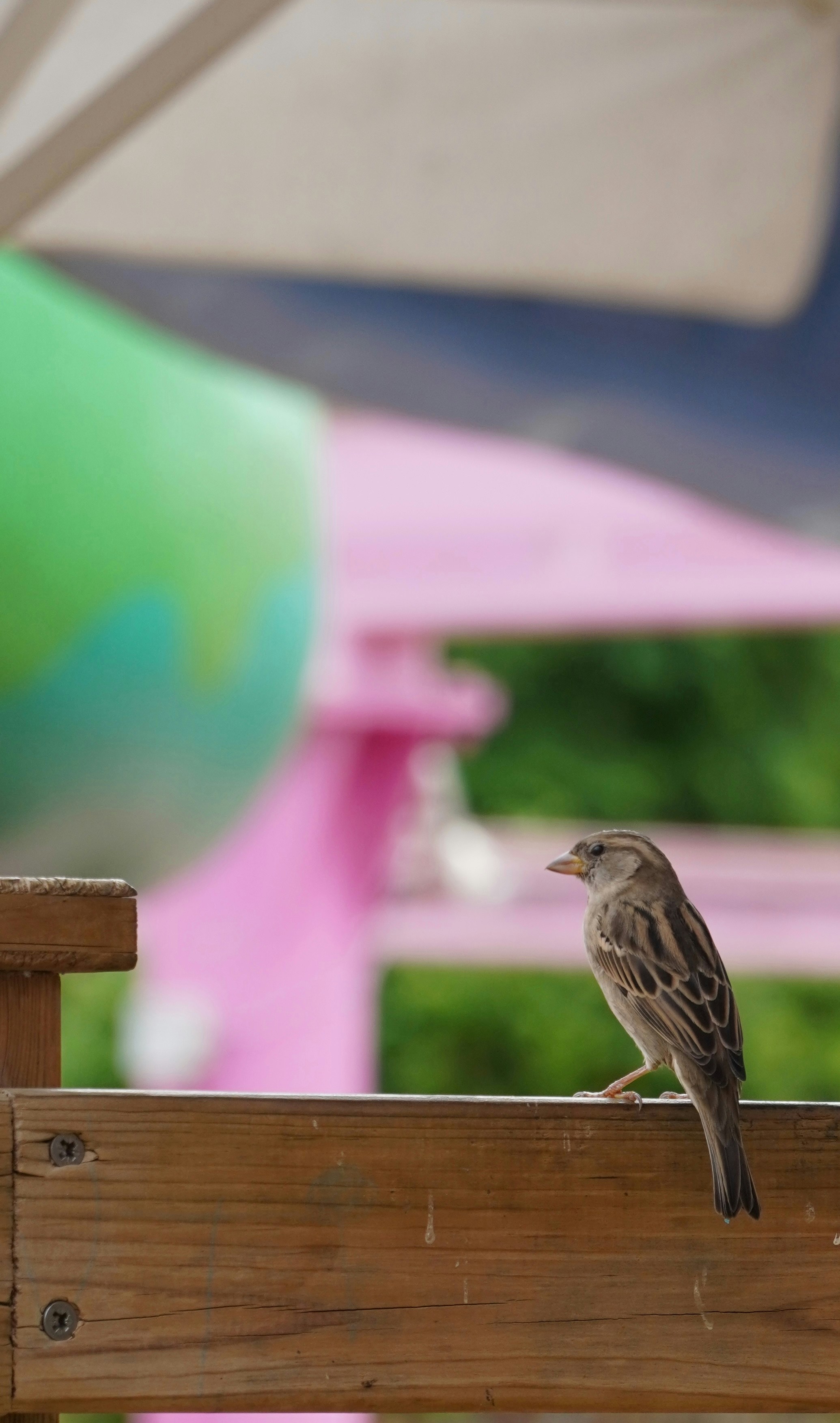 Perched Sparrow on a Weathered Rail Amid Pastel Playground Blur