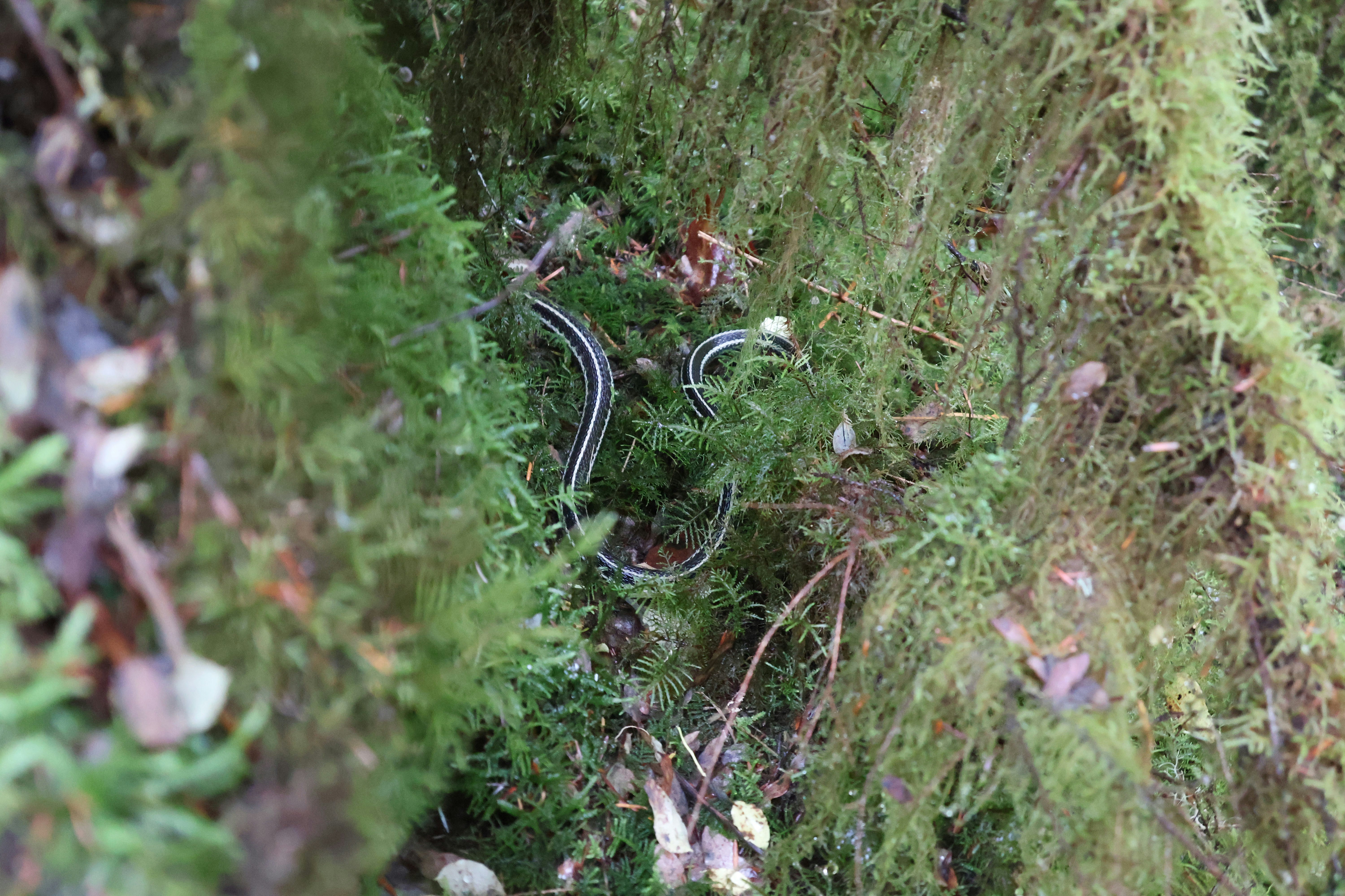 Hidden in the Mossy Depths