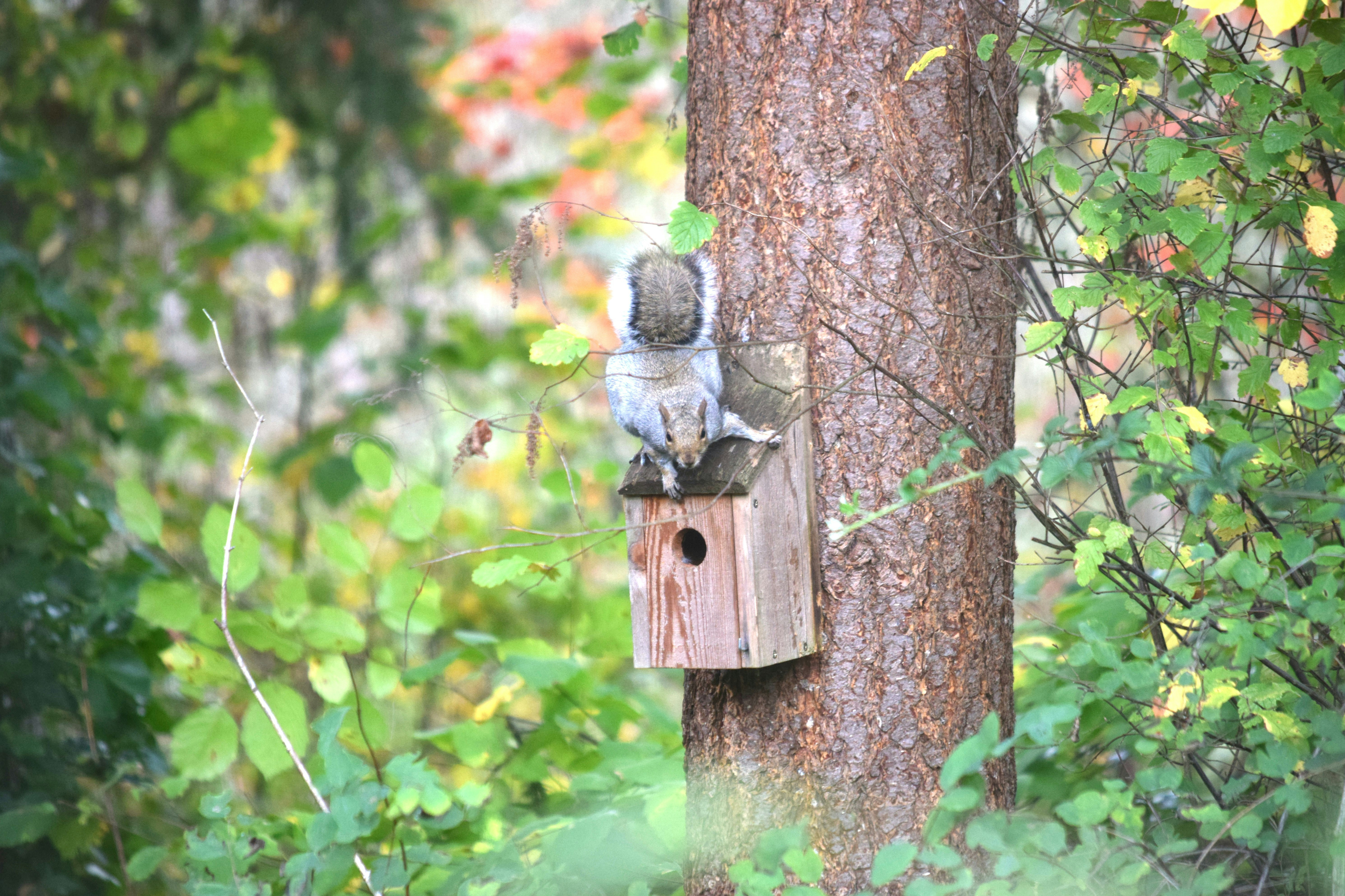 A squirrel on a birdhouse in the woods photo – Free Autumn Image on ...