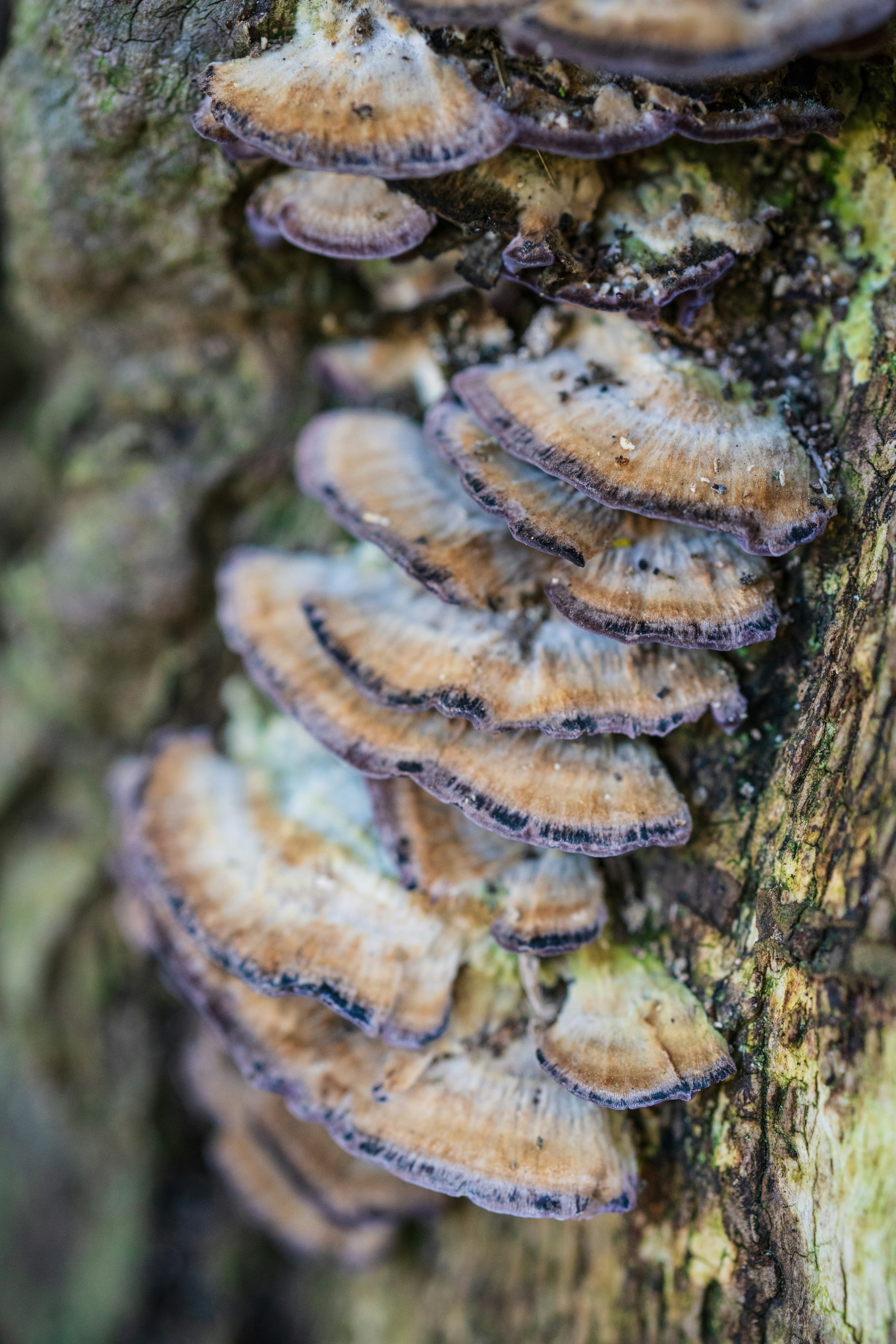 Stacked Shelf Fungi Clinging to Mossy Bark: A Close-Up of Textured Growth