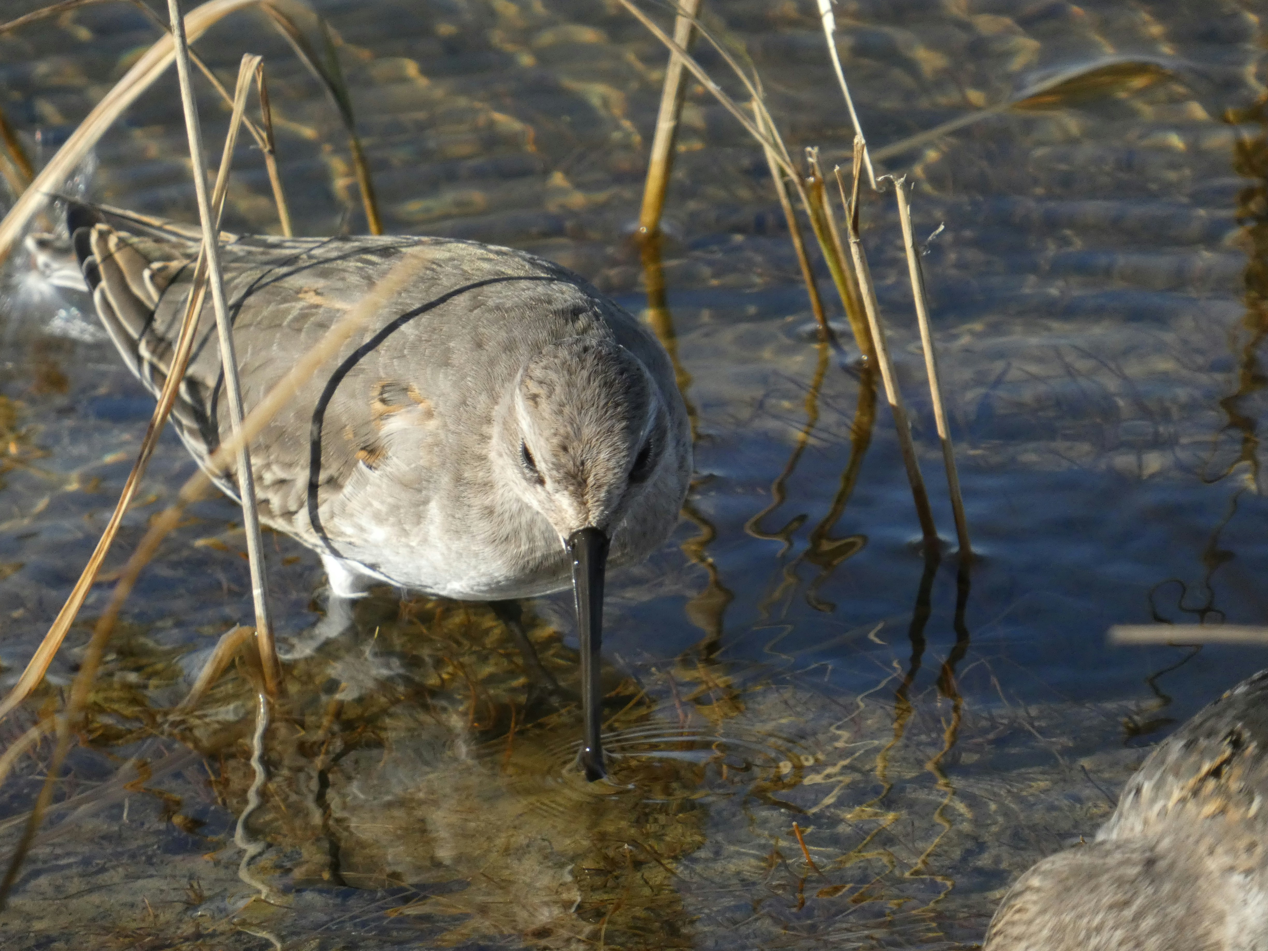 Dunlin probing shallow water surrounded by dry reeds.