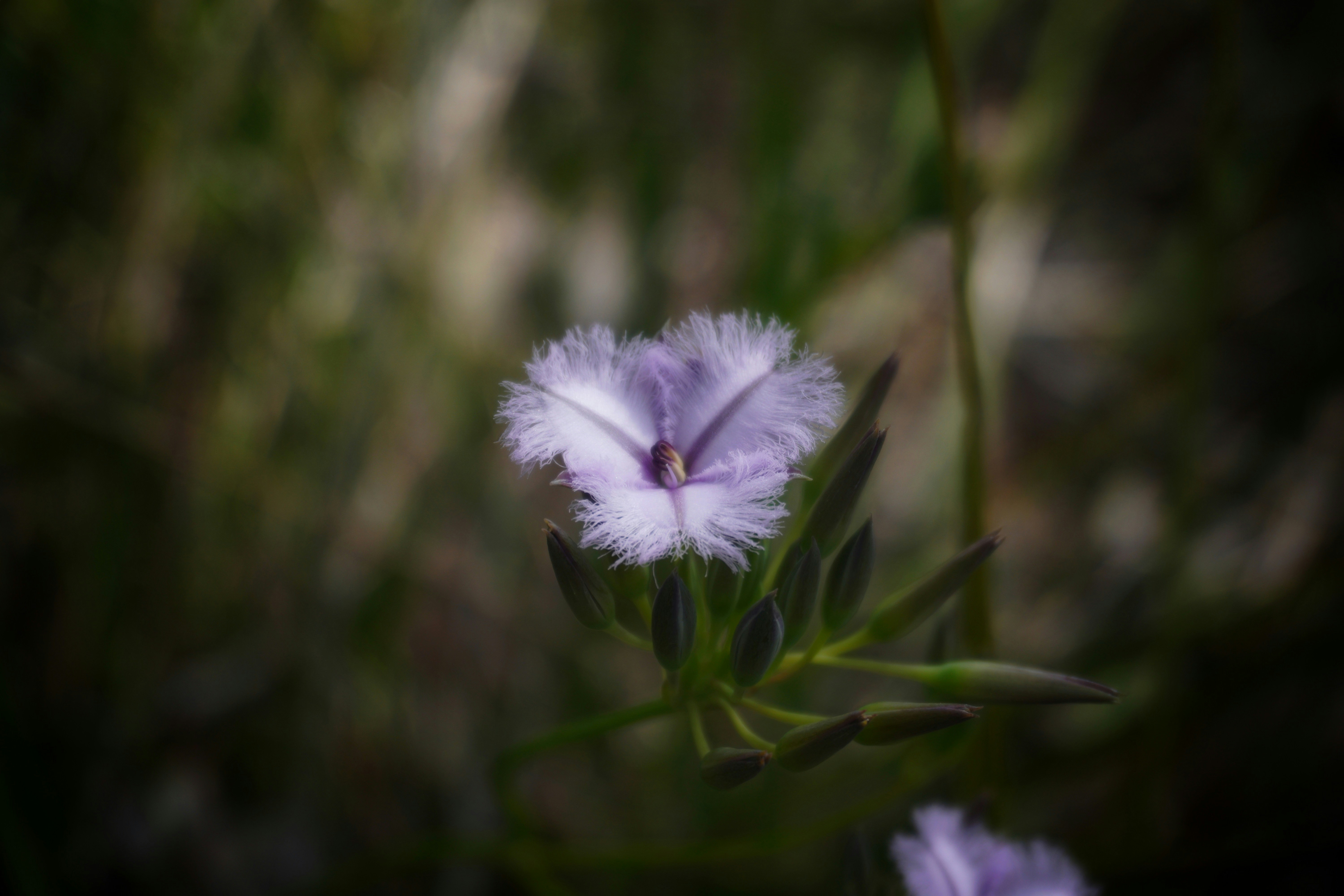 Lavender Fringe Flower Quietly Commands a Dim Meadow
