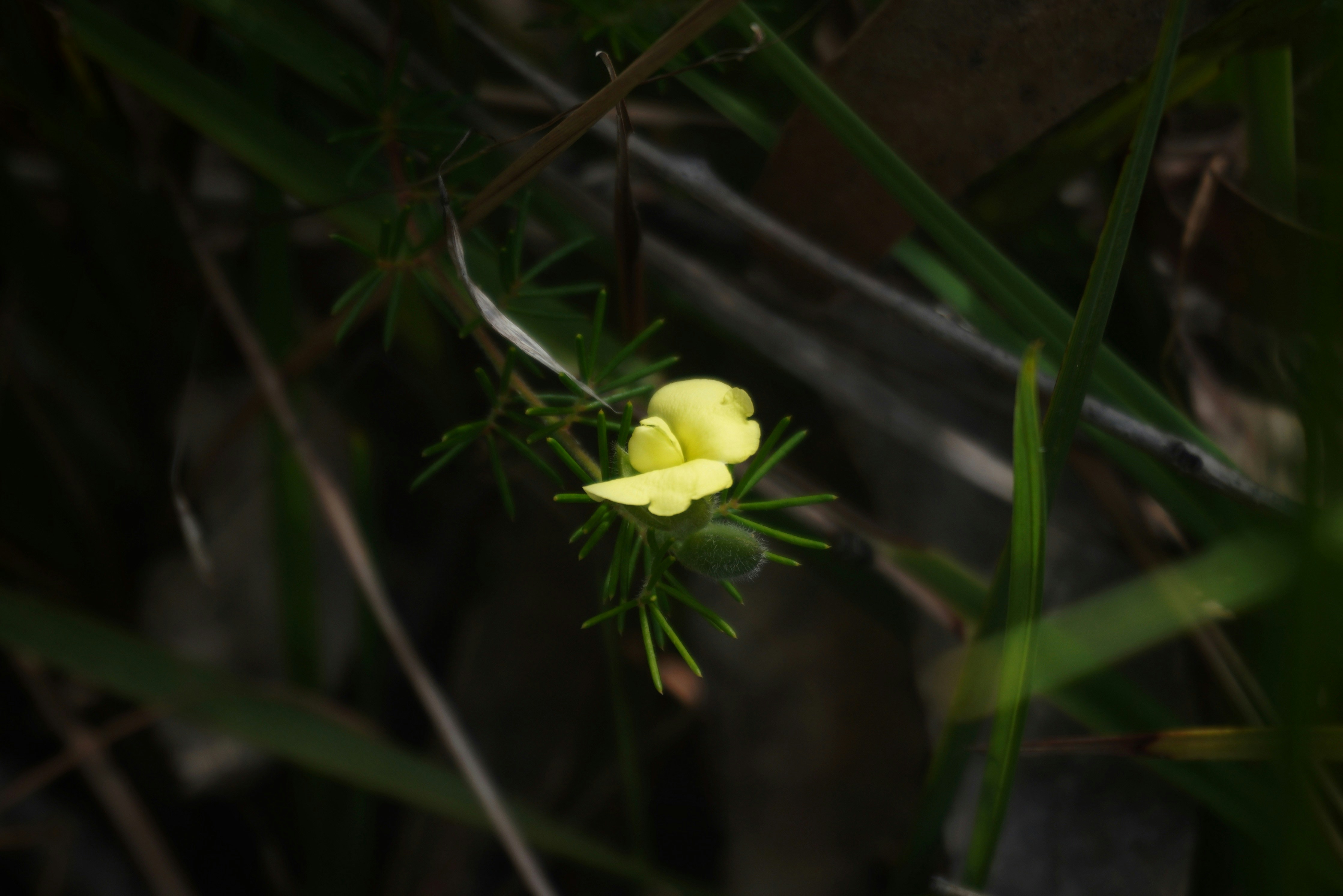 A small yellow flower sitting on top of a lush green field