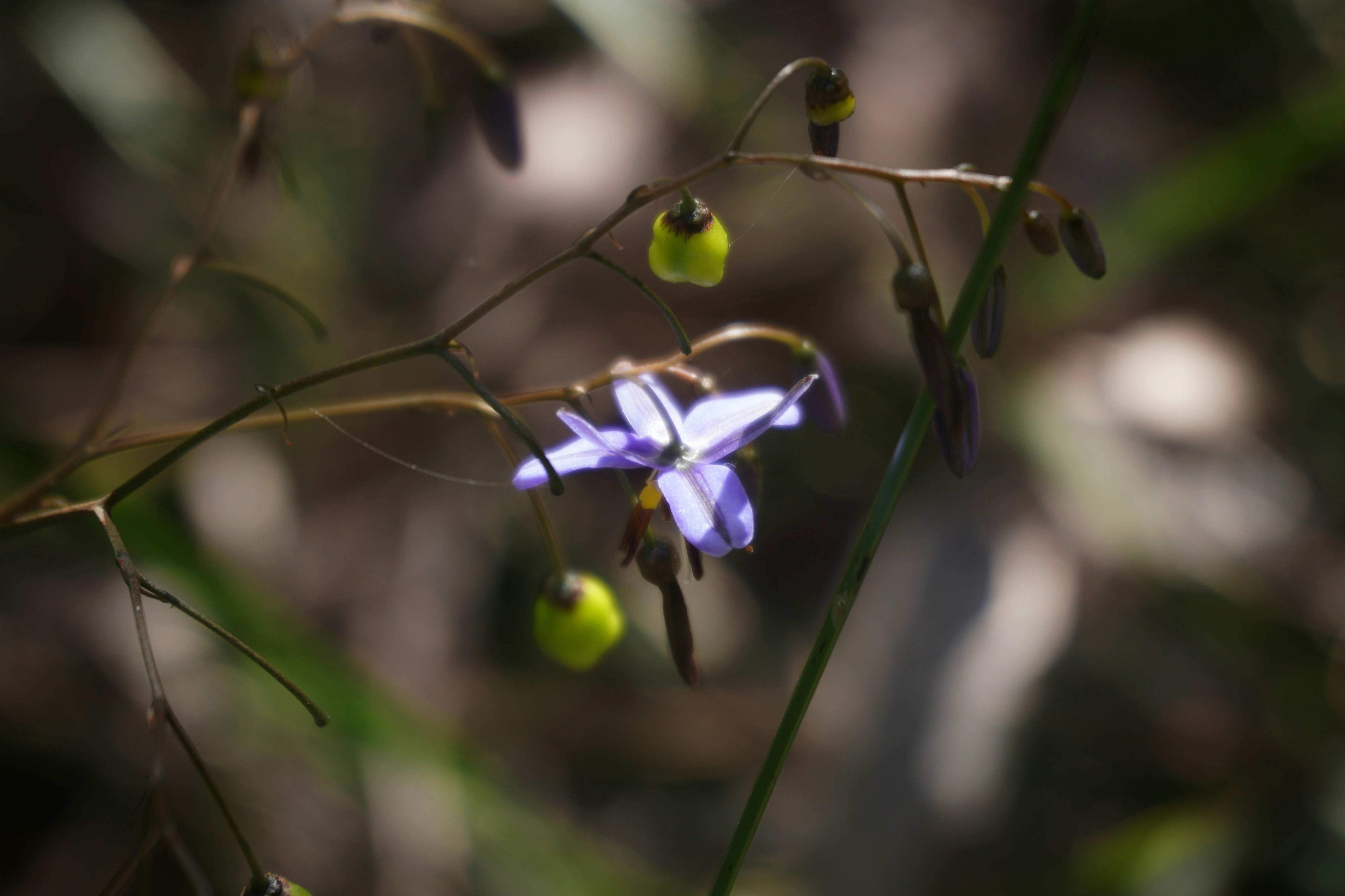 Violet flower surrounded by green buds and blurred foliage, highlighting nature's intricate beauty. The scene captures the essence of a tranquil moment in a lush environment.