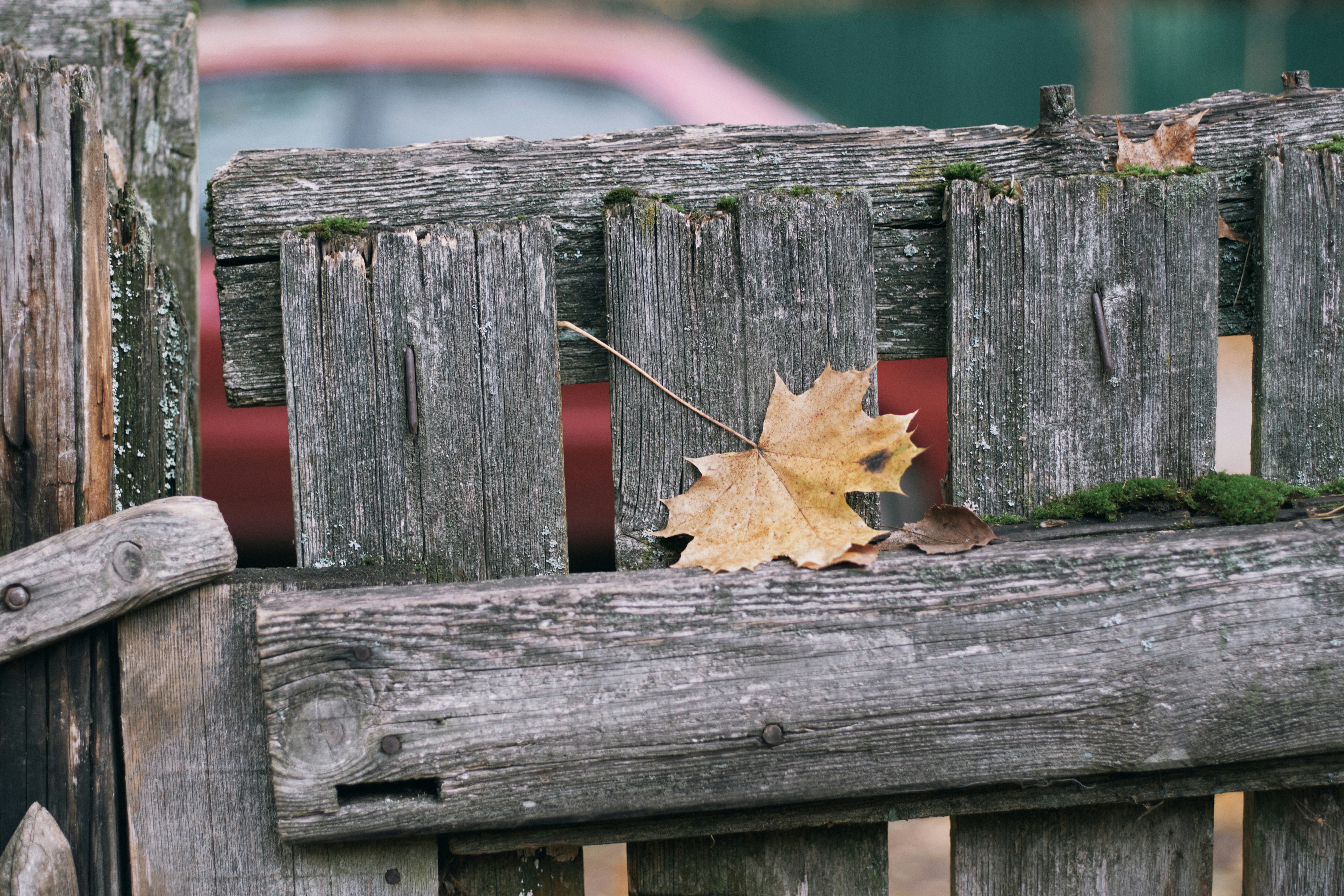 Autumn Remains: A Weathered Fence with a Lone Leaf