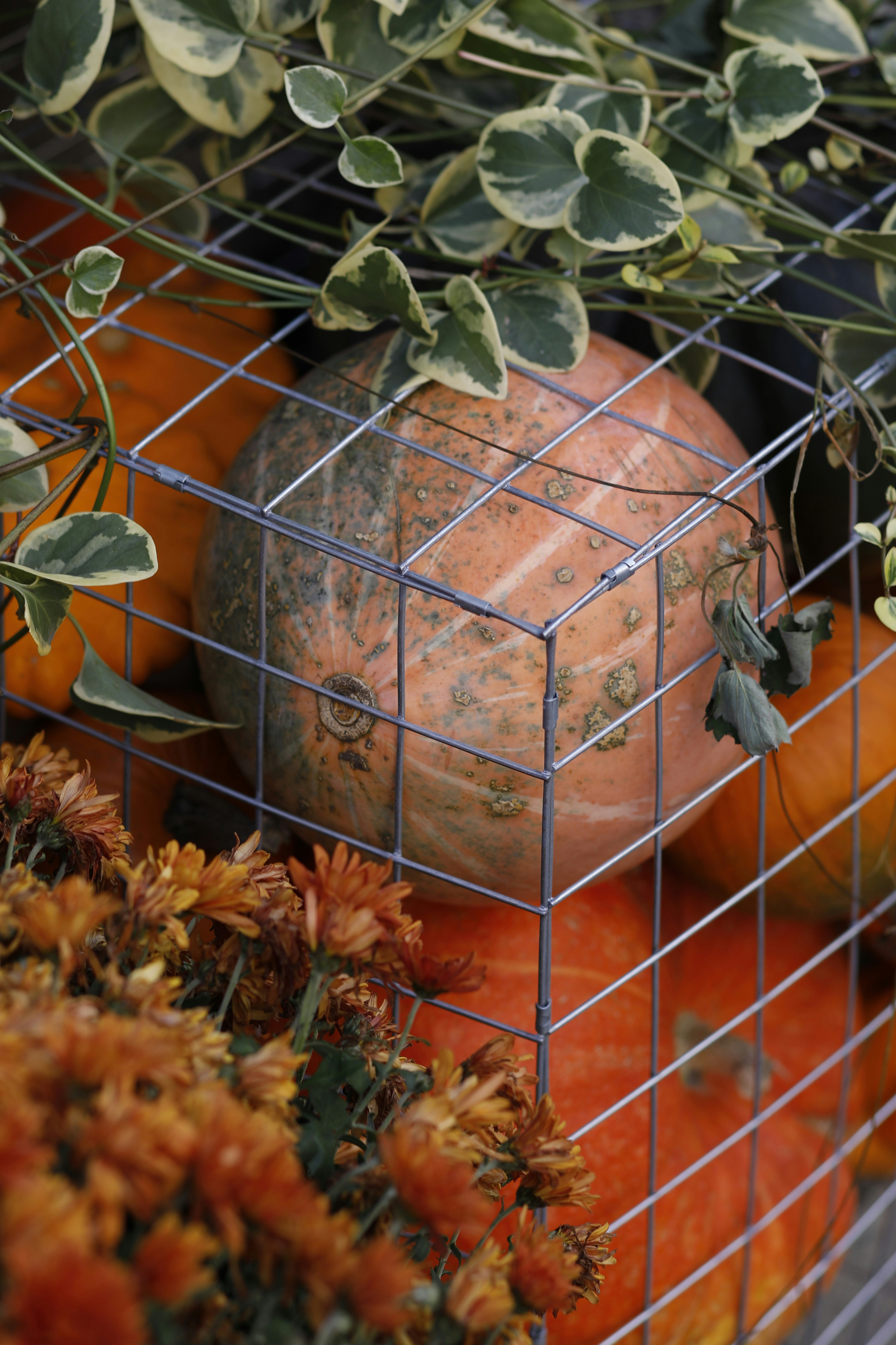 Autumn Confinement: Pumpkin Sheltered by Metal Grid Among Ivy and Marigolds