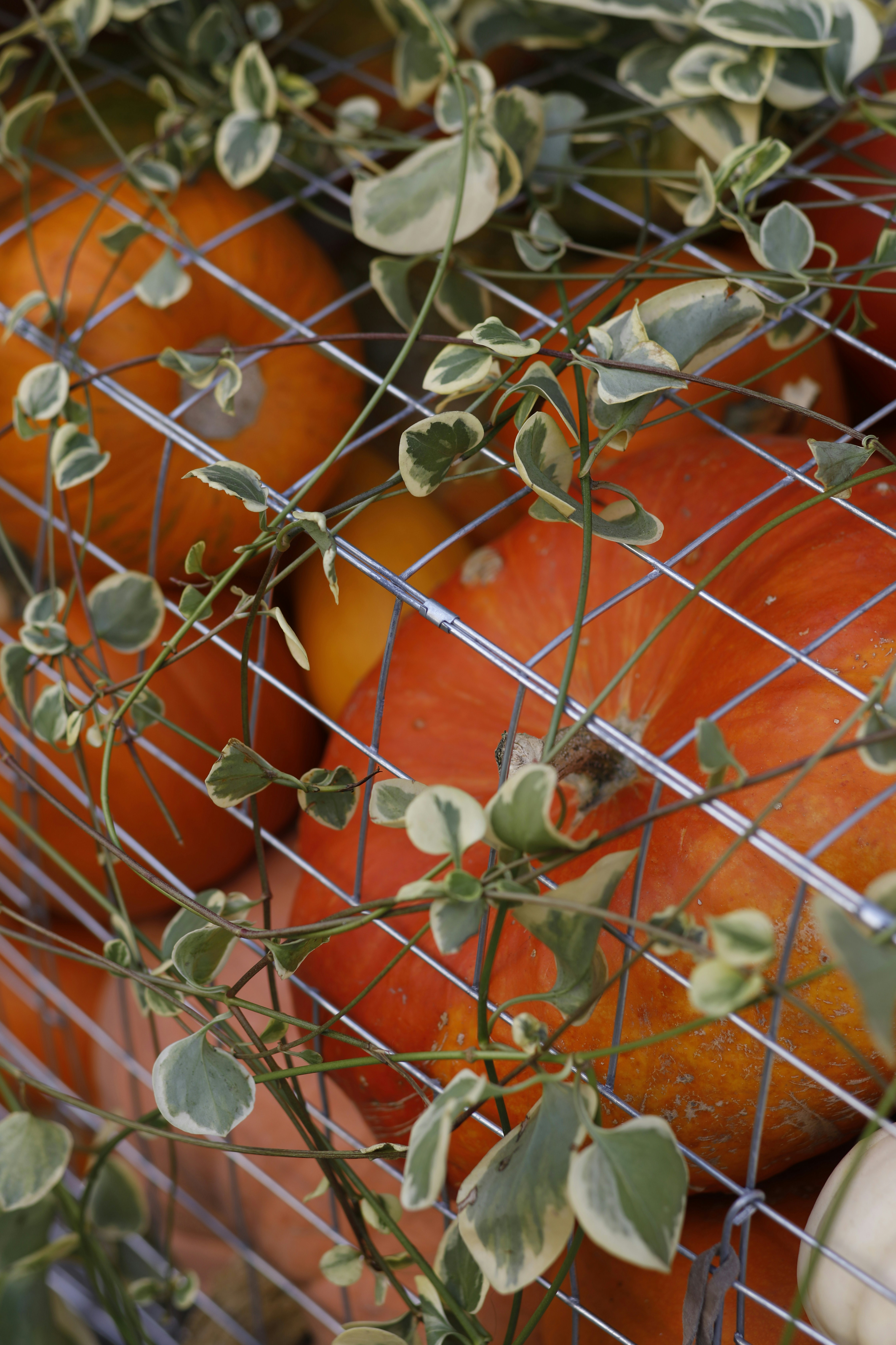 Harvest Harmony: Nature's Bounty in a Rustic Embrace