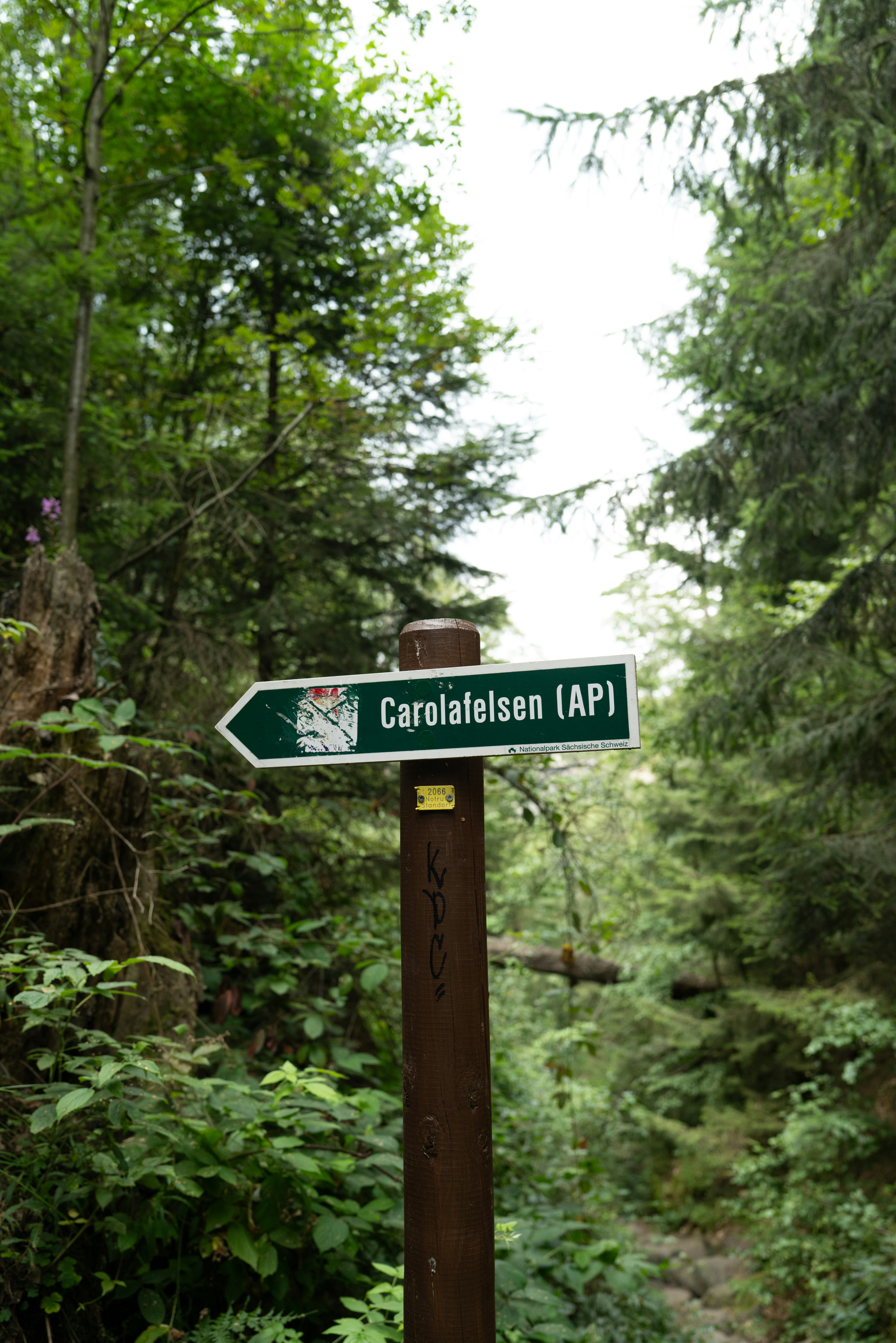 Arrow Signpost Amid Dense Nordic Pines
