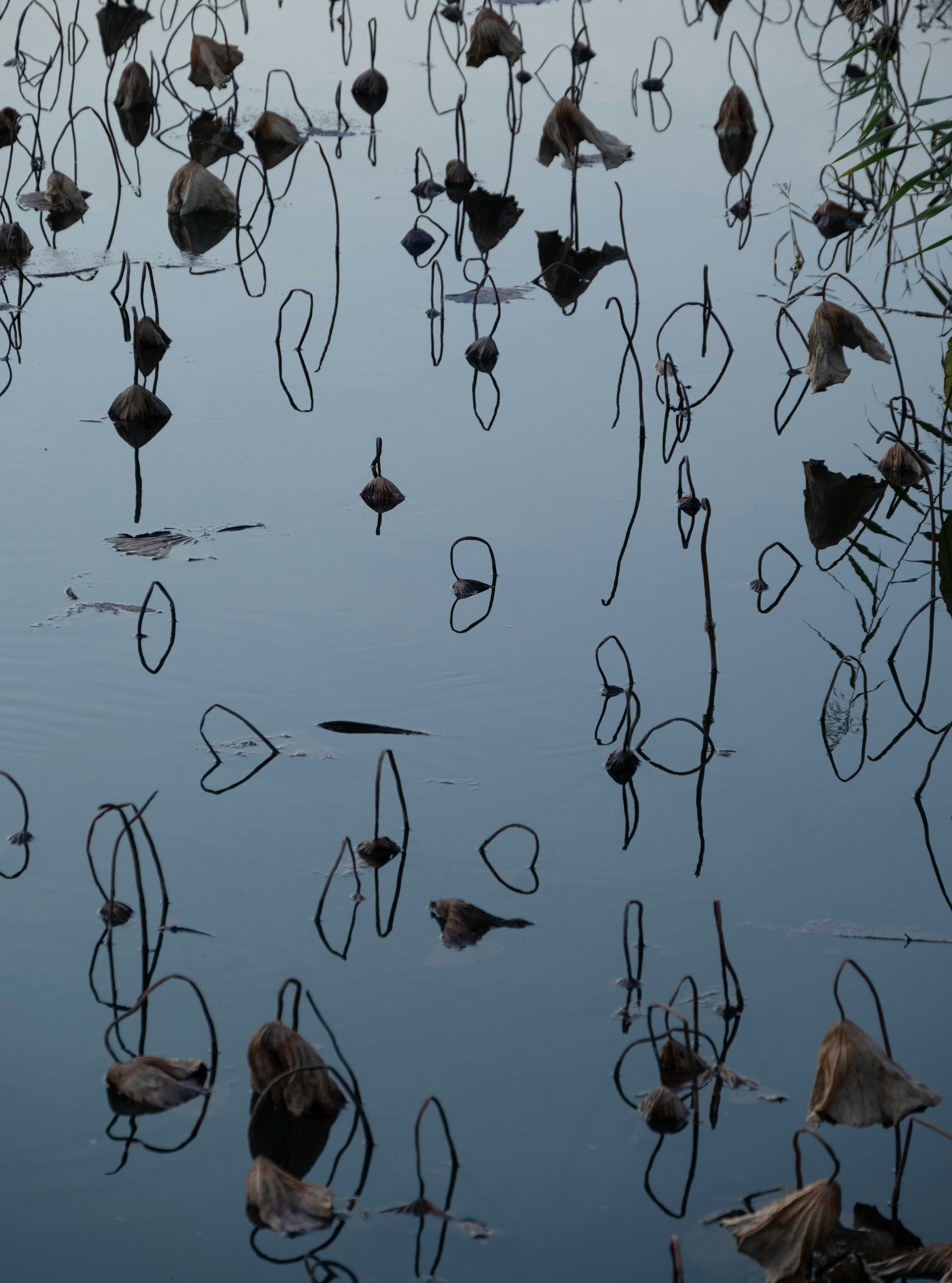 Solitary Waterbird Amid Ribboned Stems on a Quiet Pond