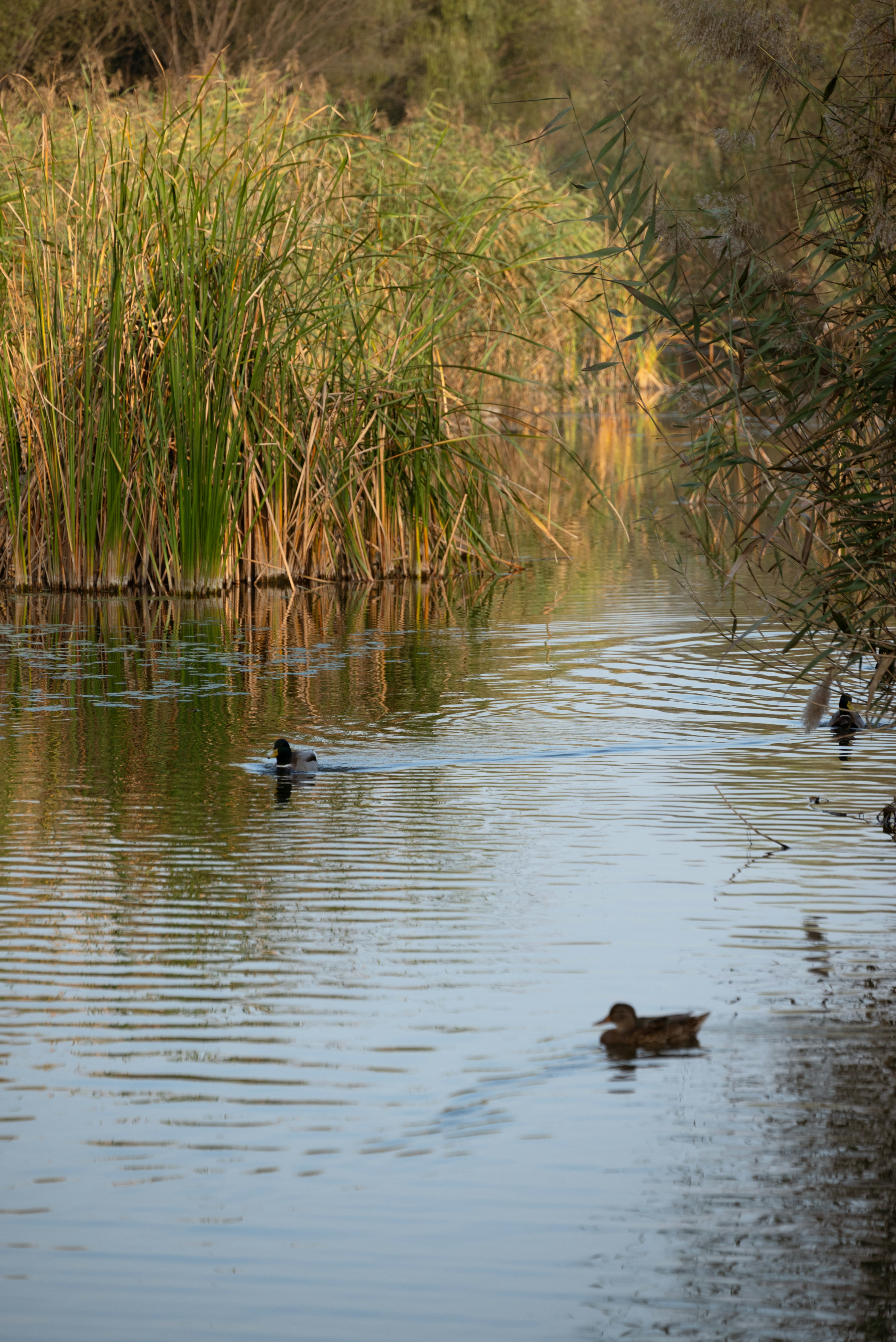 Ducks Glide Through a Reed-Fringed Marsh at Dusk