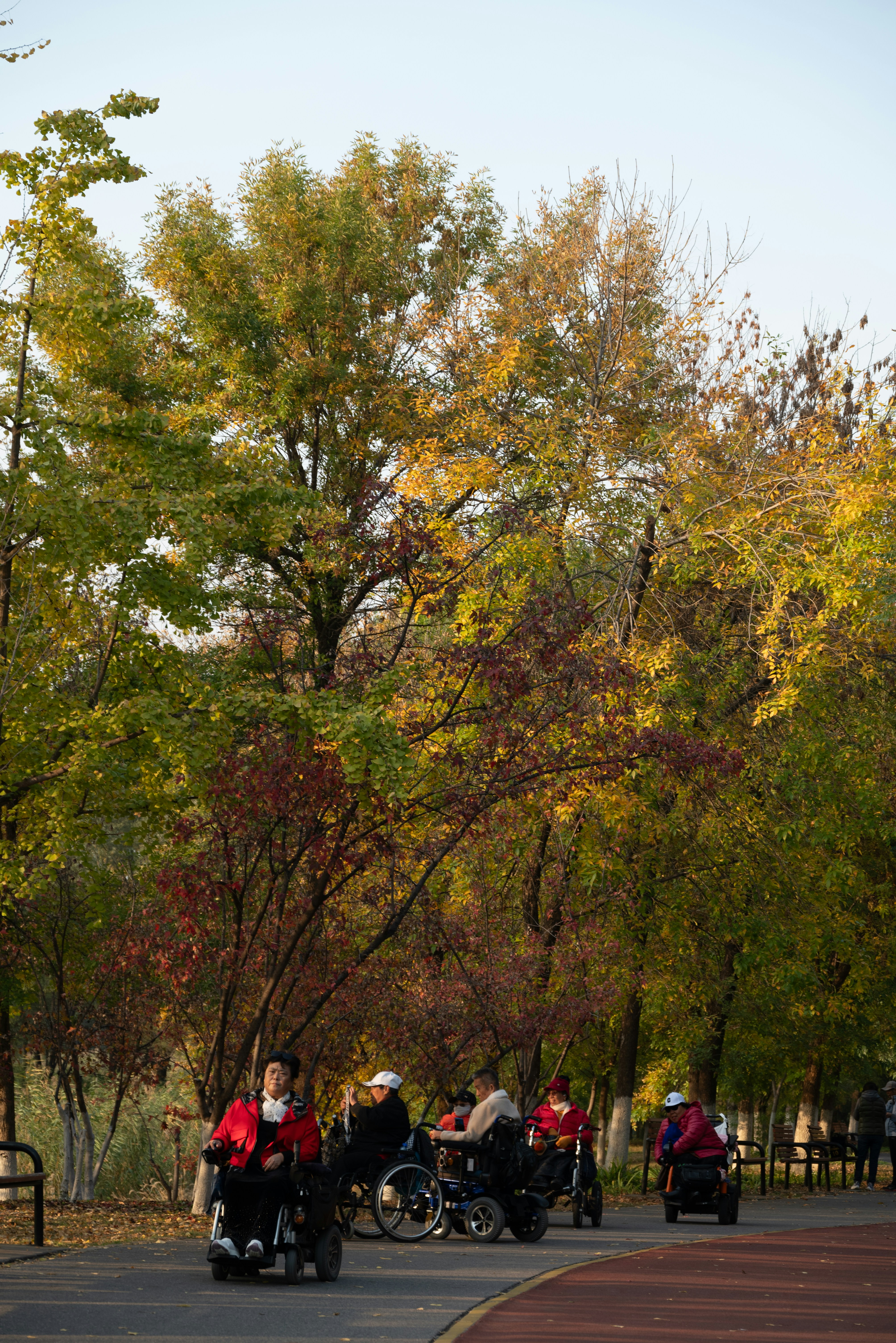 Autumn Wheels Parade Under a Golden Canopy