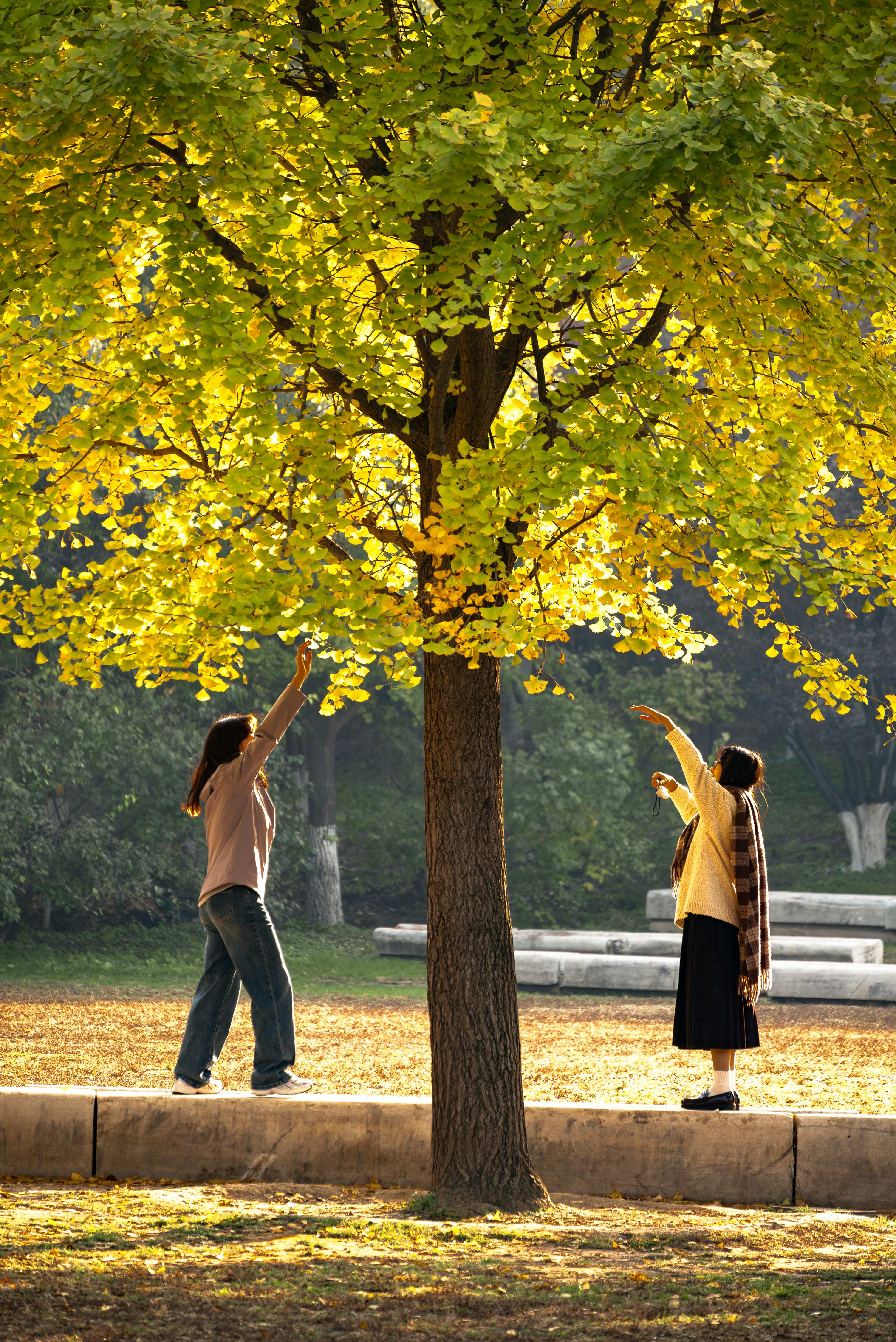 Golden Canopy Rendezvous: Two Friends Reach for Autumn Light