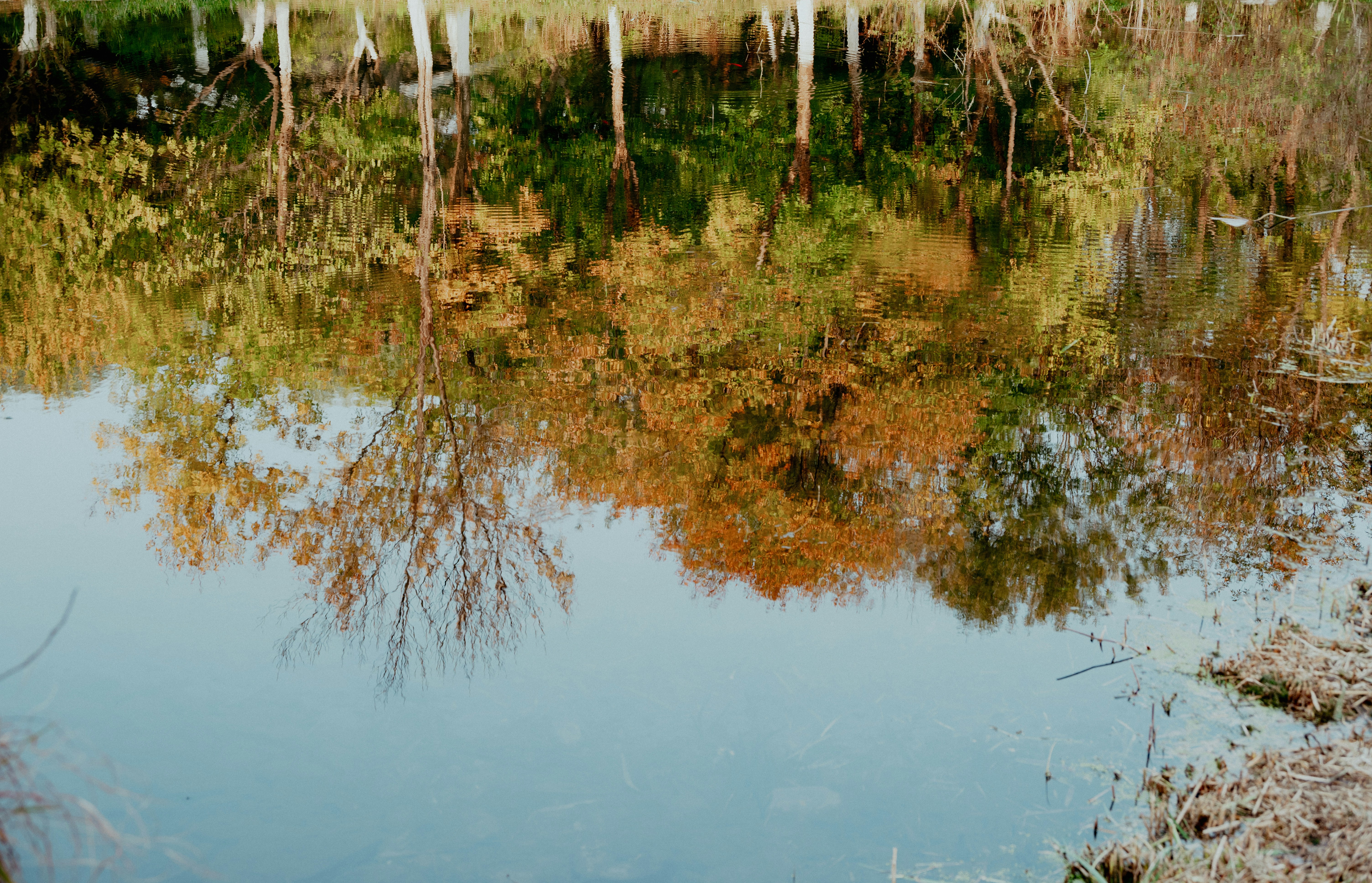 A body of water surrounded by trees and grass