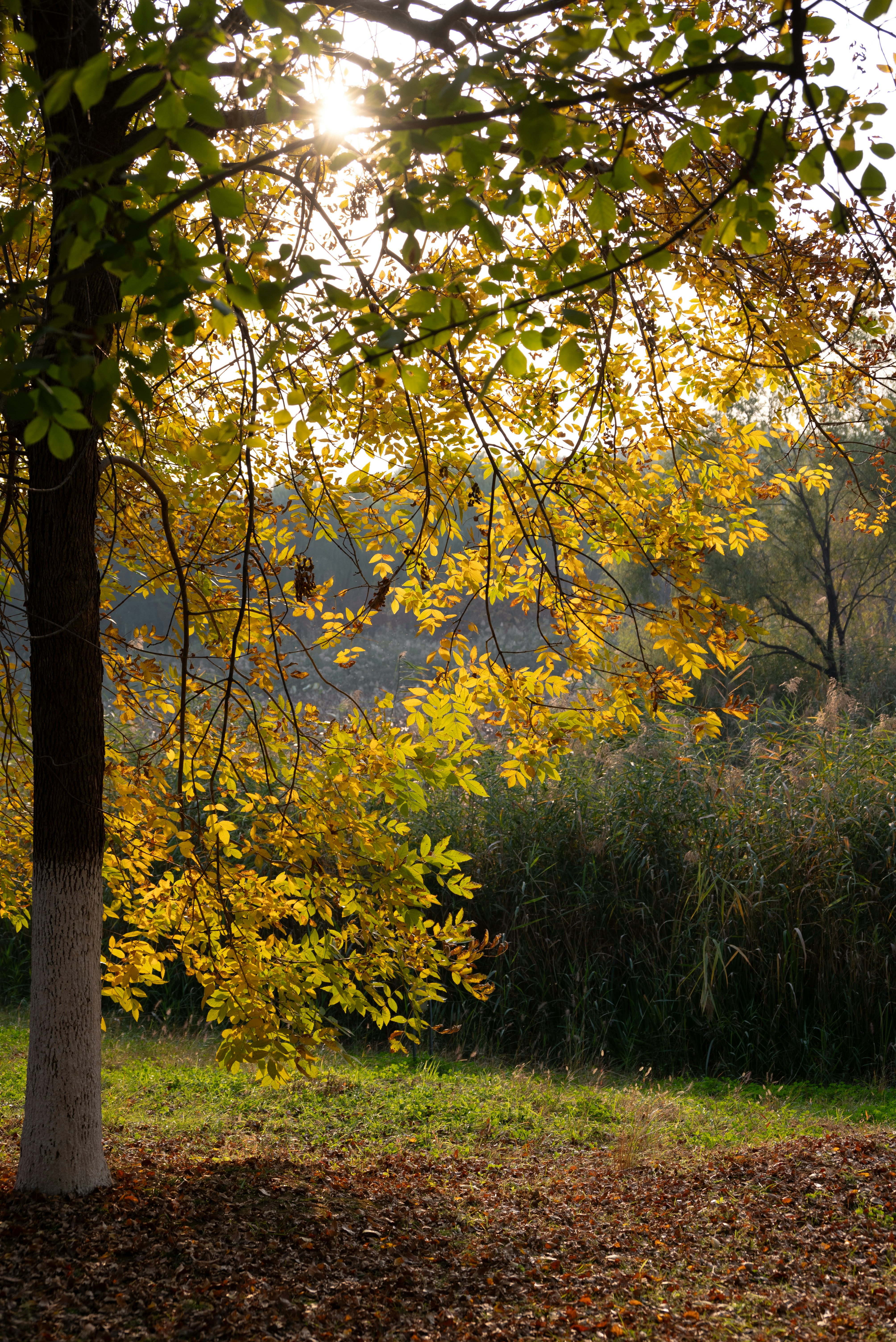 A park bench sitting under a tree in a park