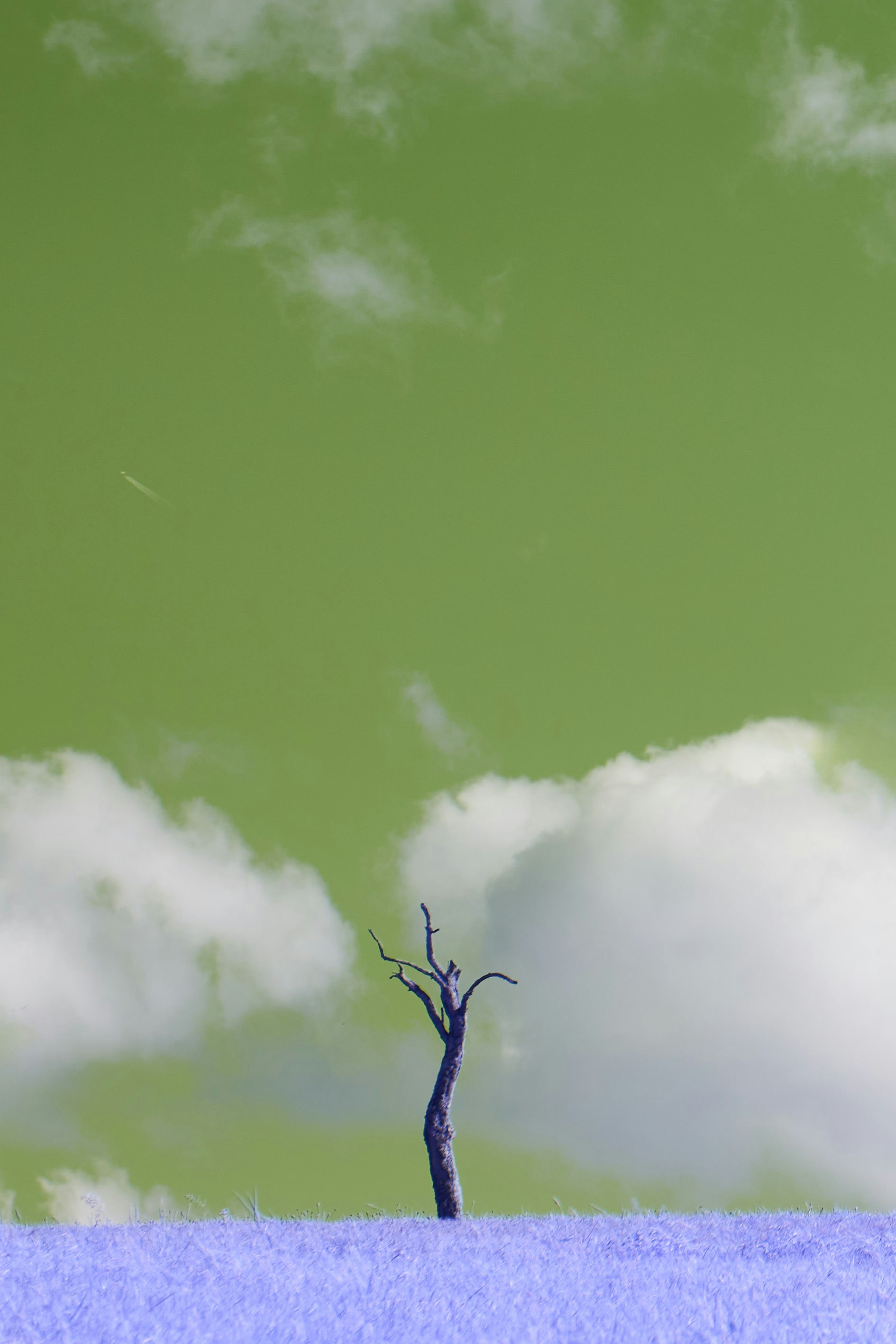 Silent Sentinel on a Velvet Field under a Verdant Sky