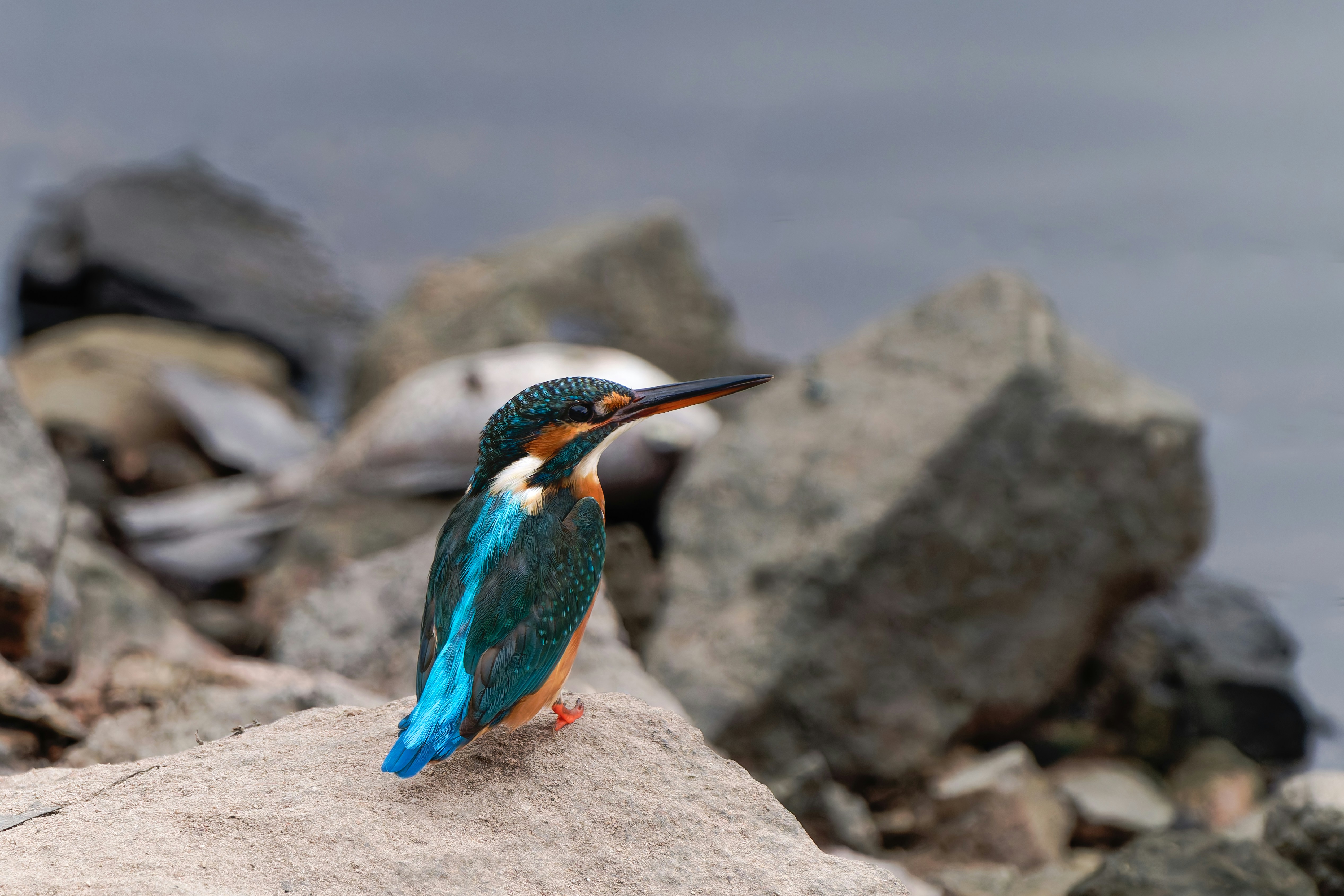 Vibrant Kingfisher Perched by Tranquil Waters