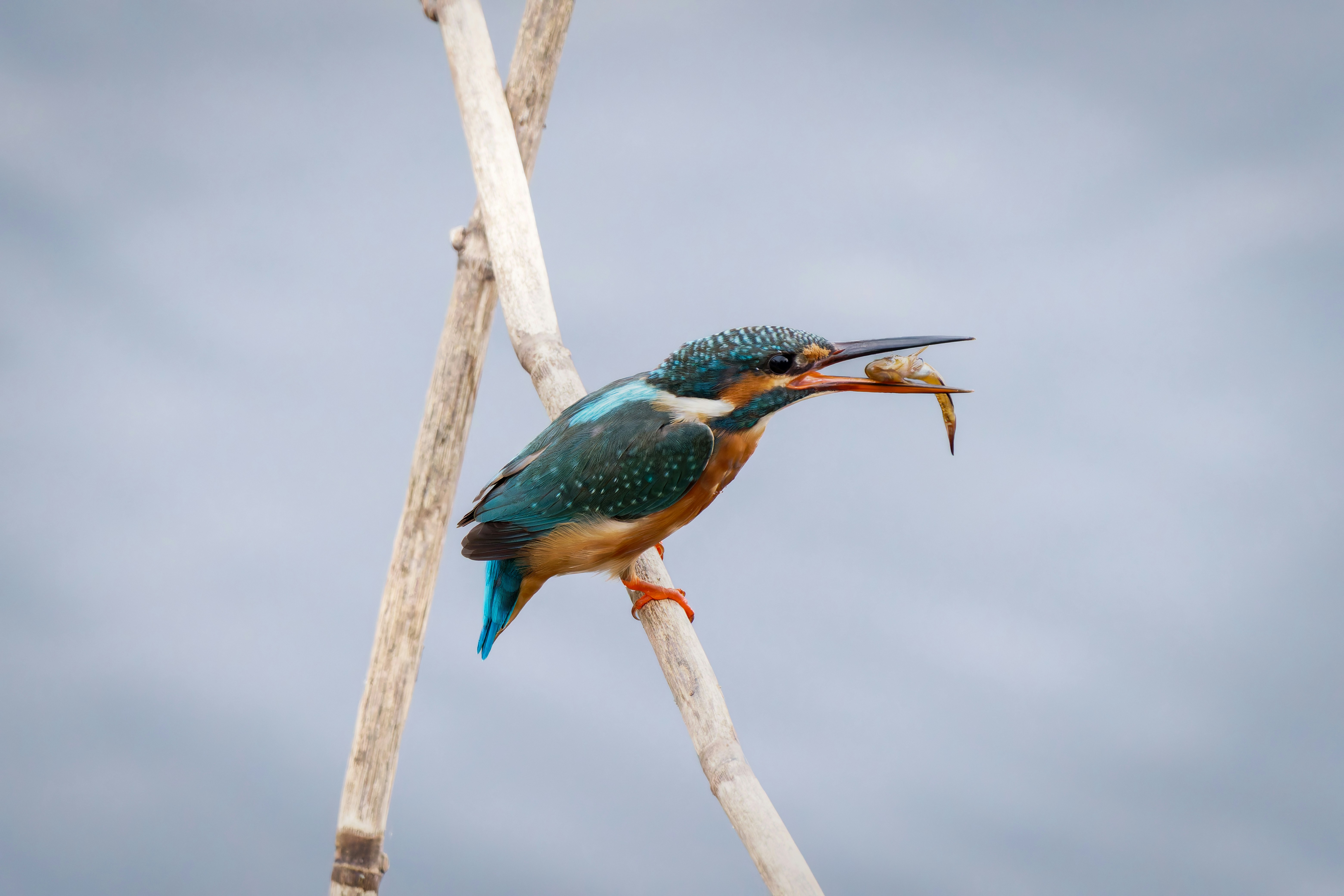 A bird with a fish in it's mouth on a branch photo – Free King fisher ...