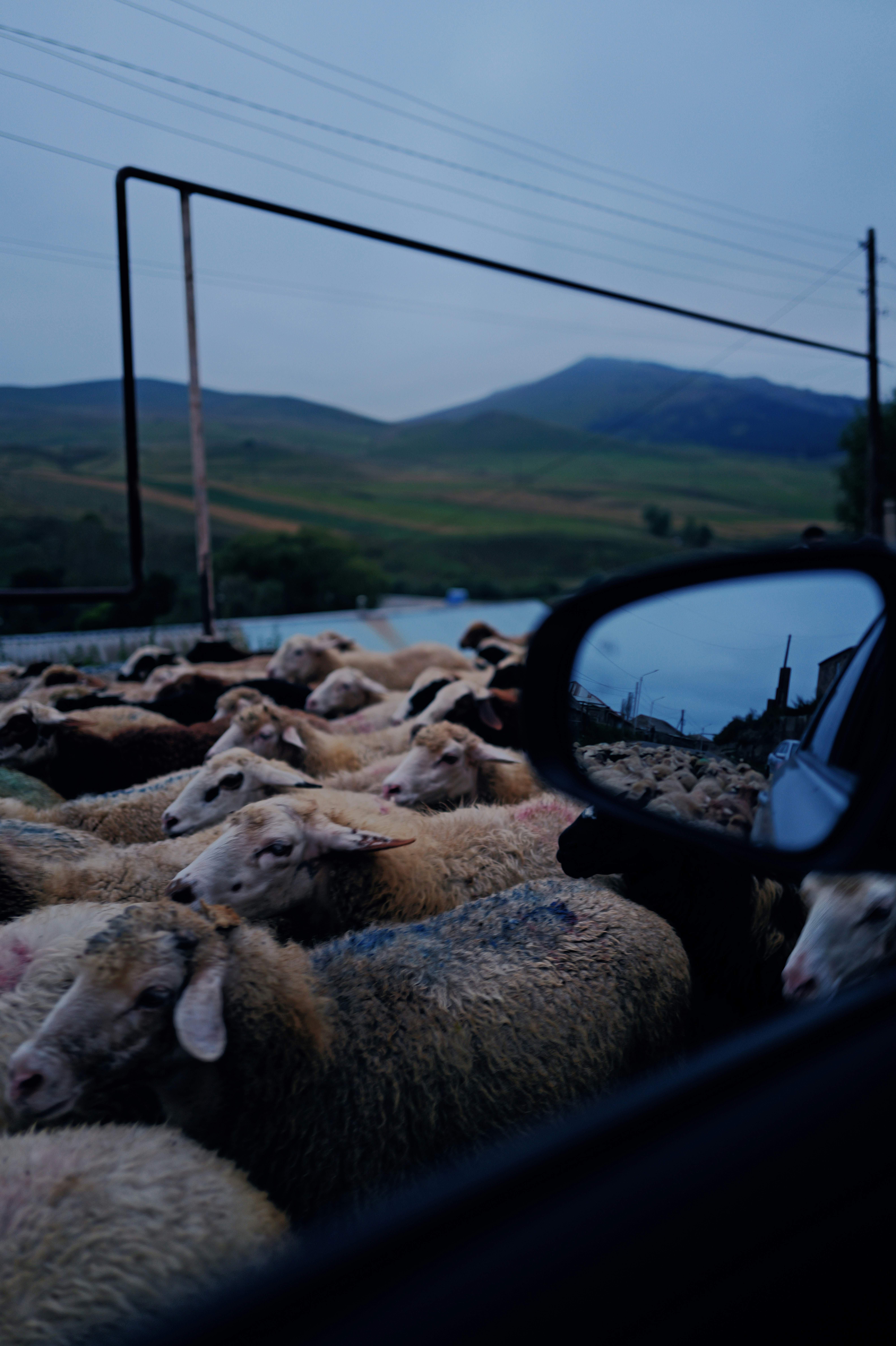 Herding Through the Rear-View: Sheep by the Blue Hour Road