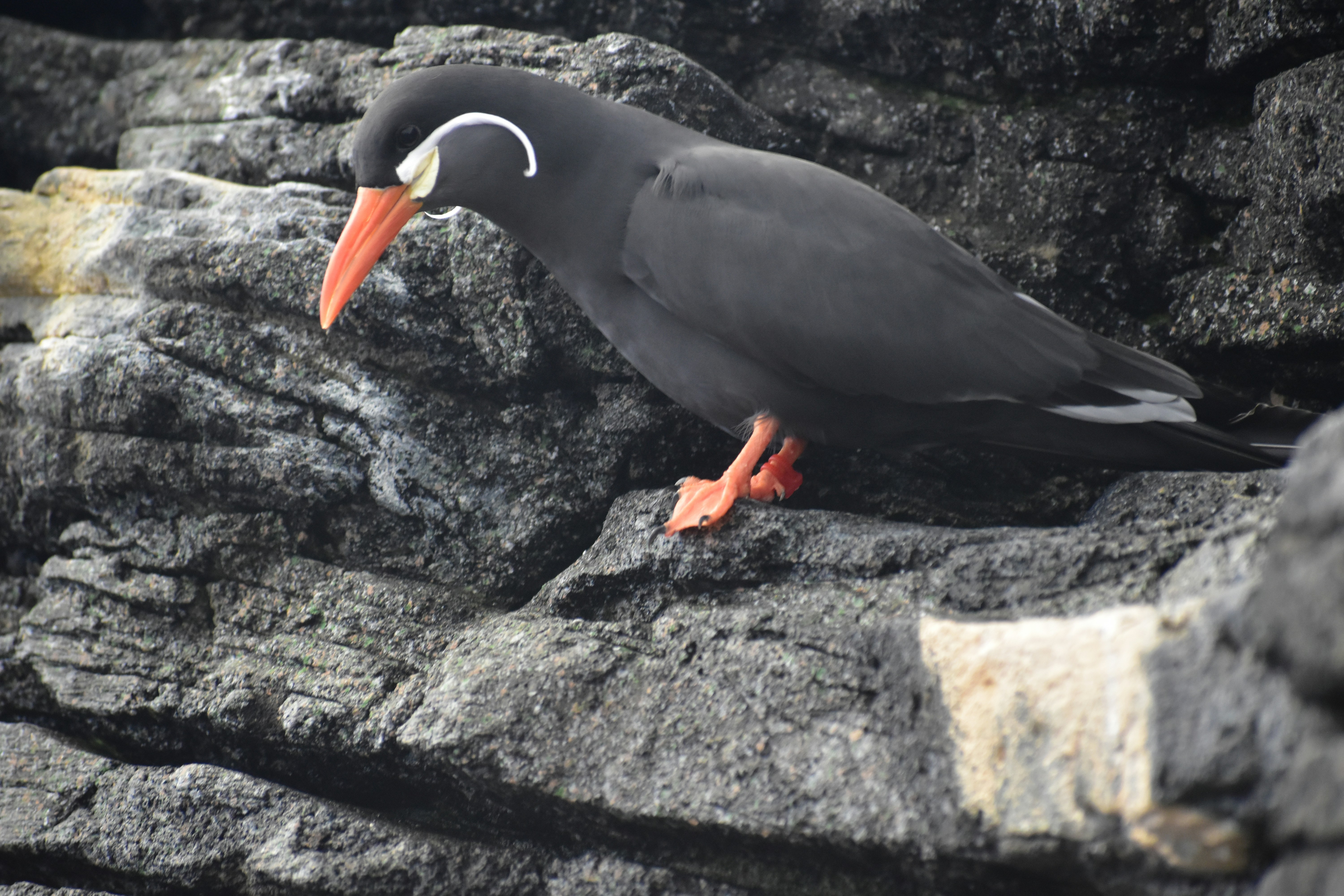Cragbound Cormorant: Orange Beak on Basalt