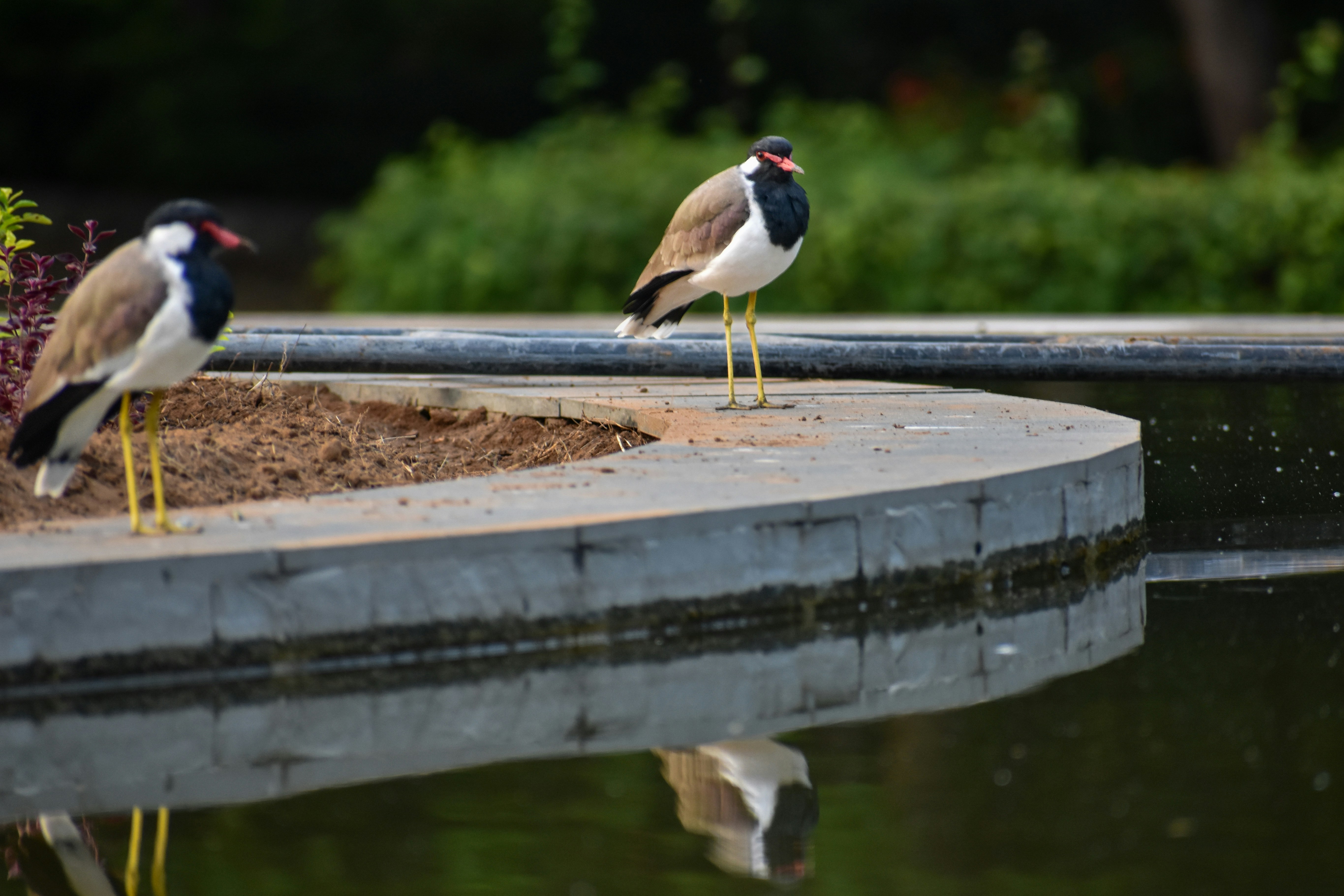 Yellow-Legged Stilts on a Circular Jetty