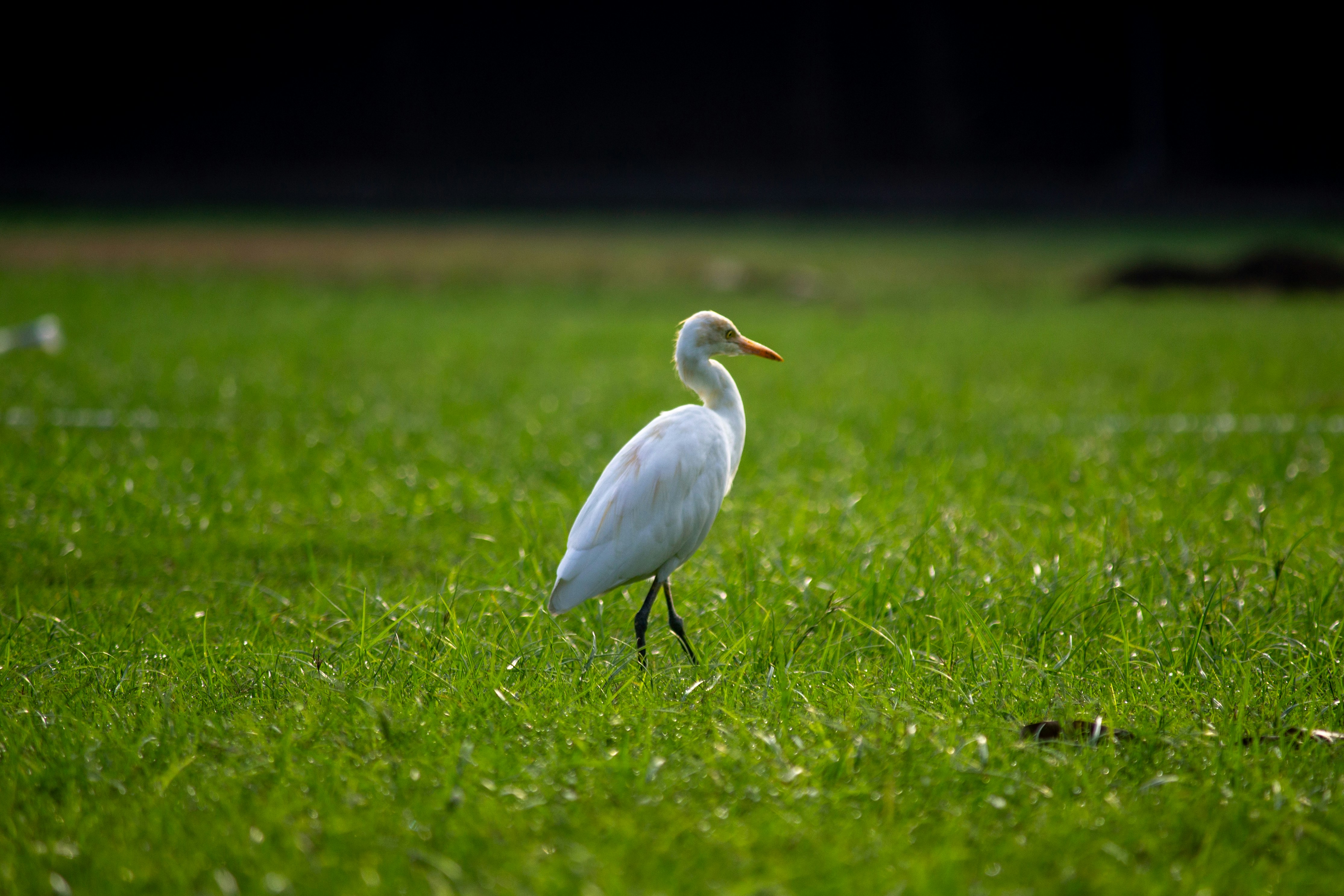 Photo by Pranshu Patel with Canon EOS 1200D