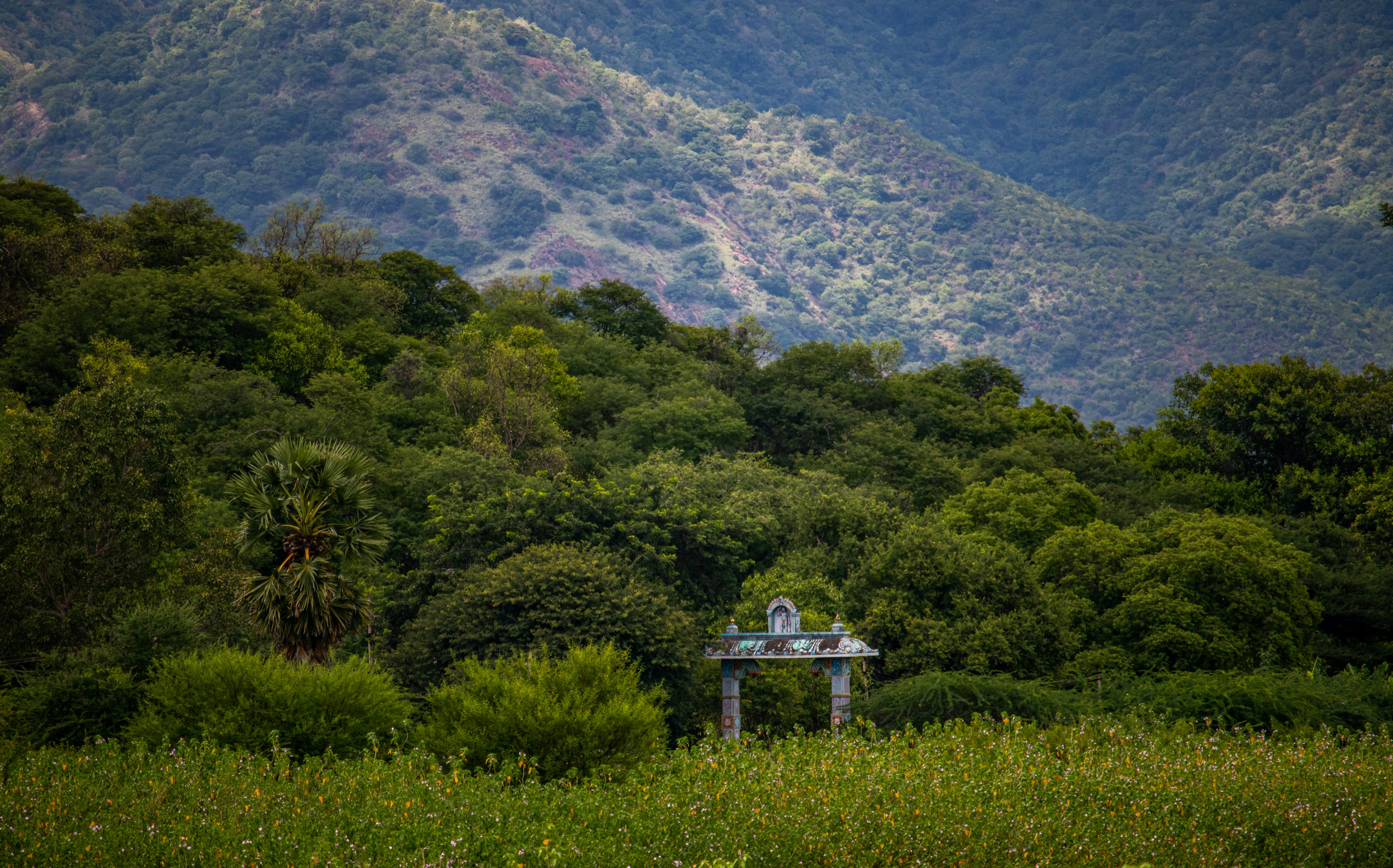 Quiet Shrine Gate Framed by a Field of Wildflowers and Distant Mountains