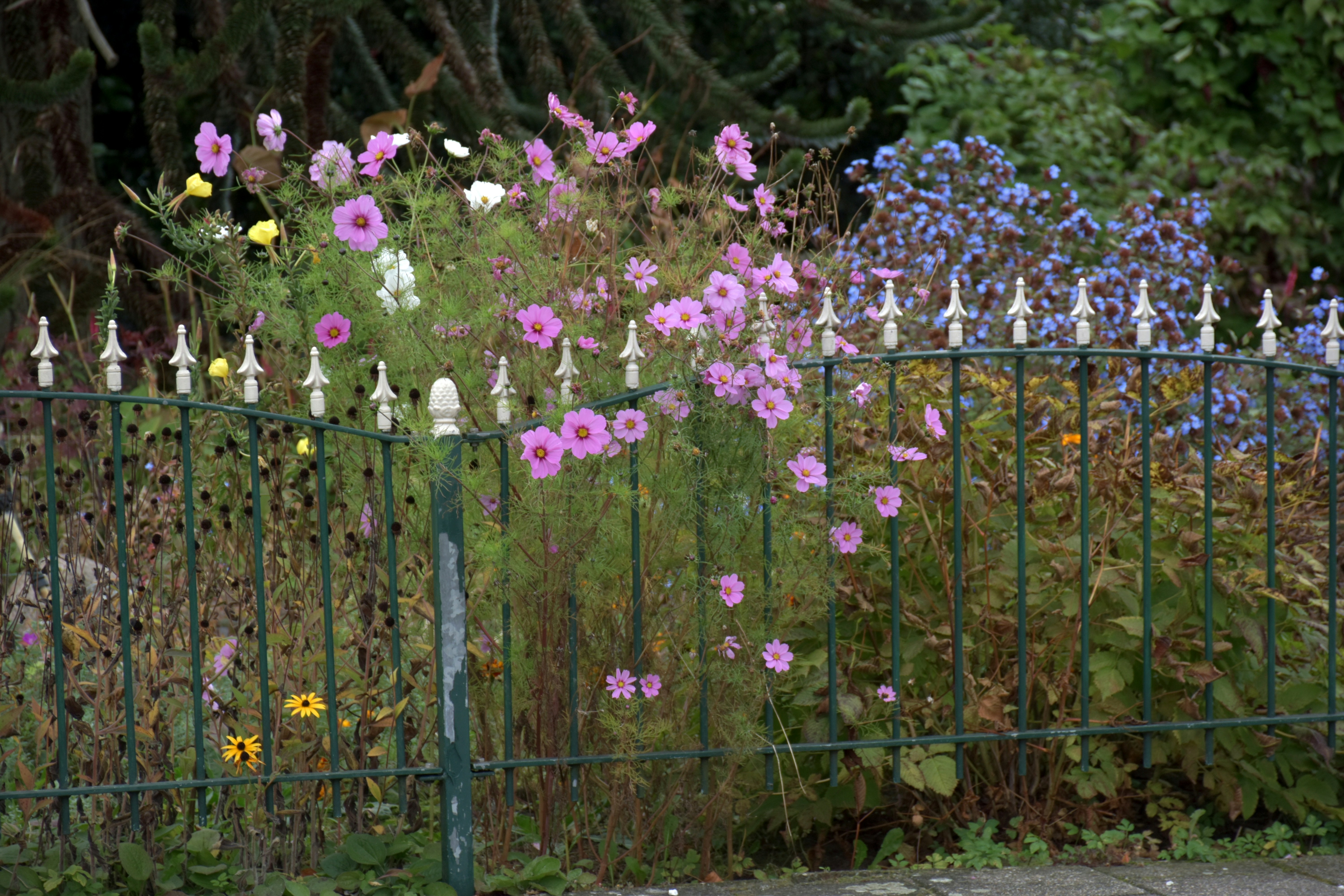 Petals Behind the Wrought-Iron Veil