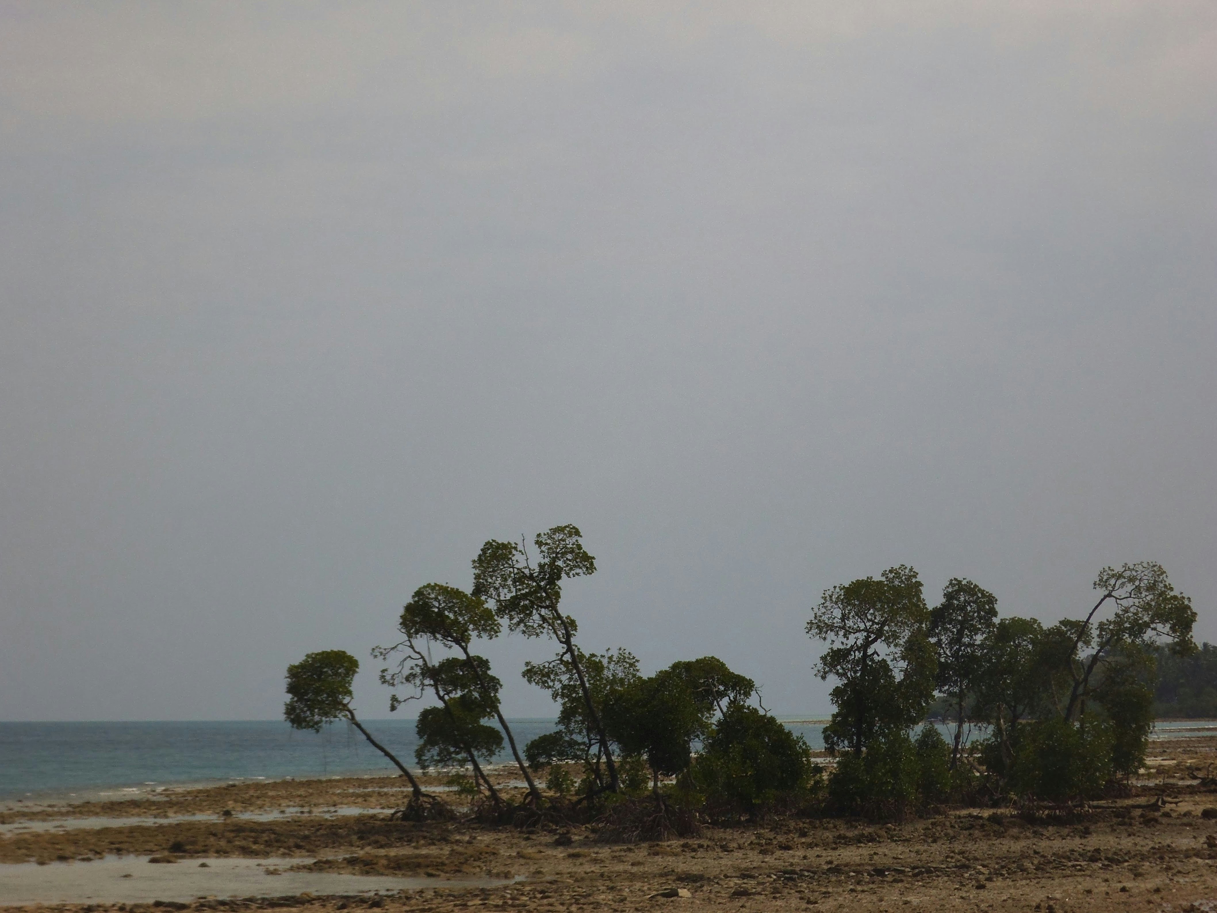 Tide-Line Sentinels: Bent Trees Framing a Quiet Shoreline