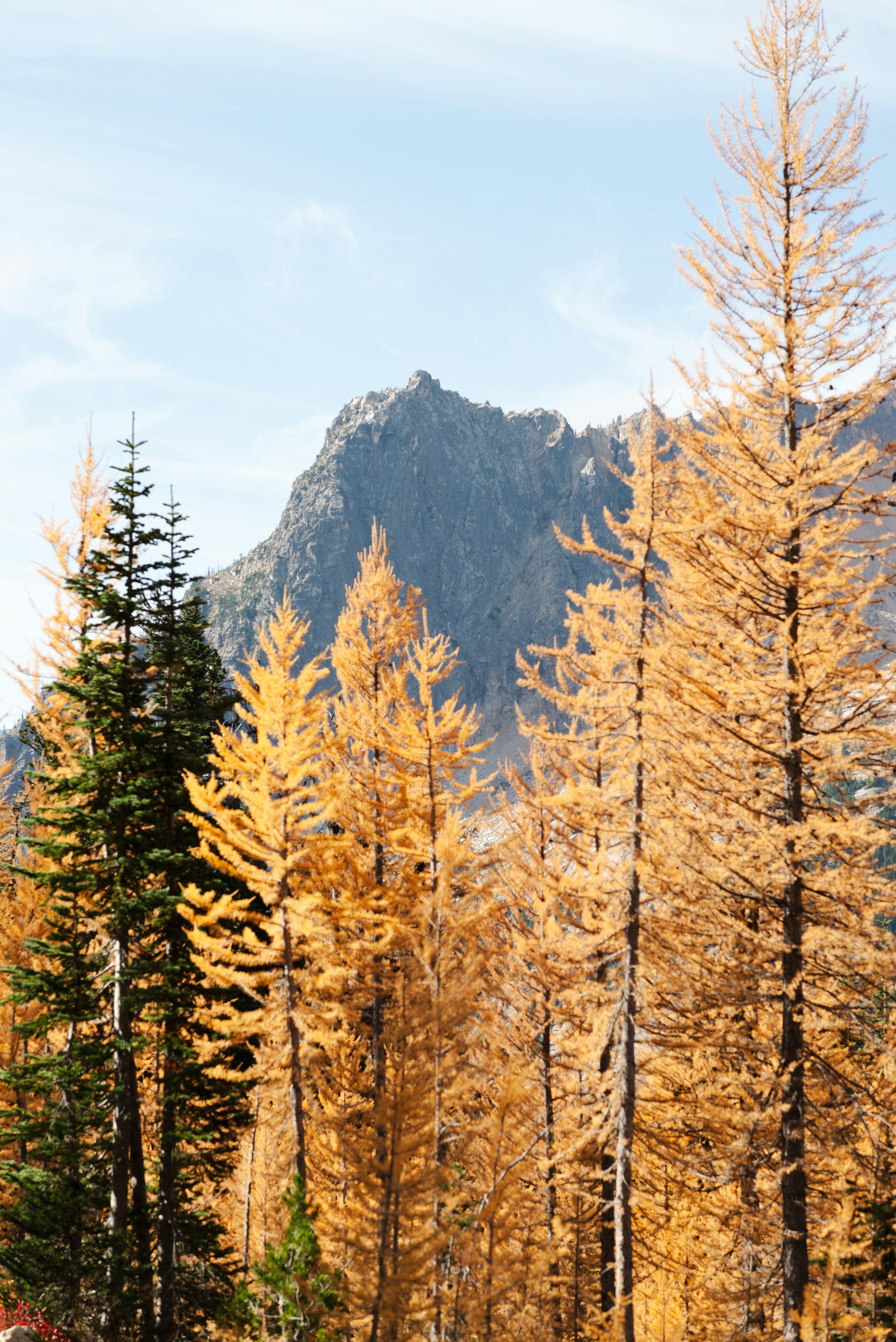 A forest filled with lots of tall yellow trees photo – Free Washington ...