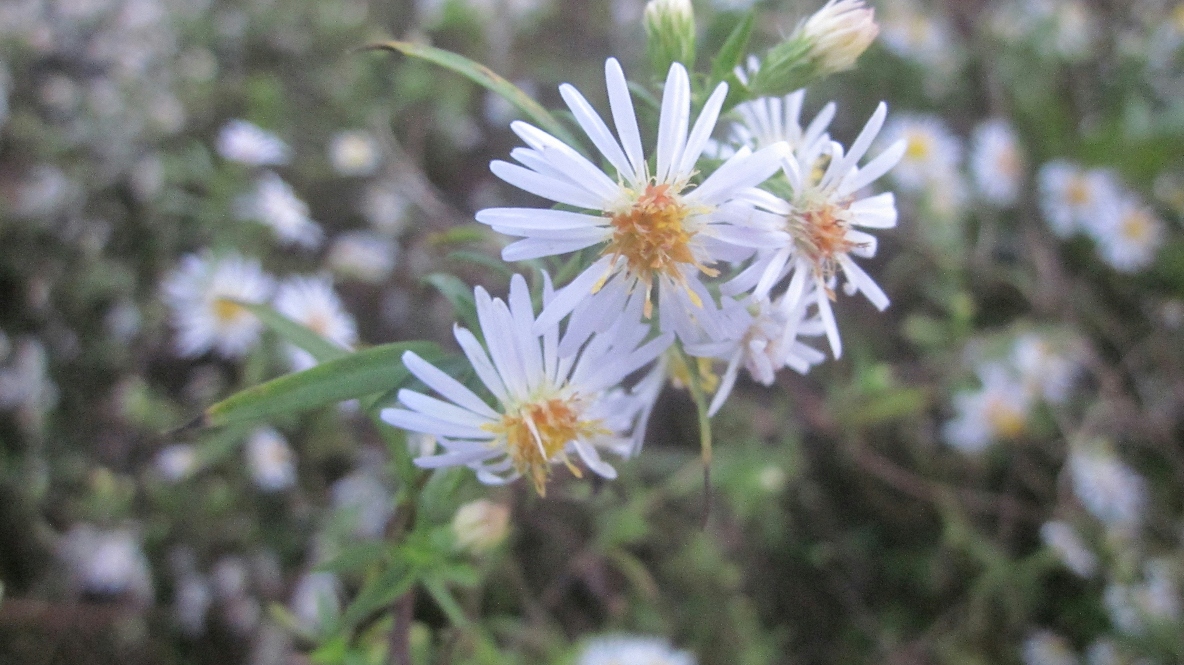 Petals in a Soft Meadow: Close-Up of White Daisies