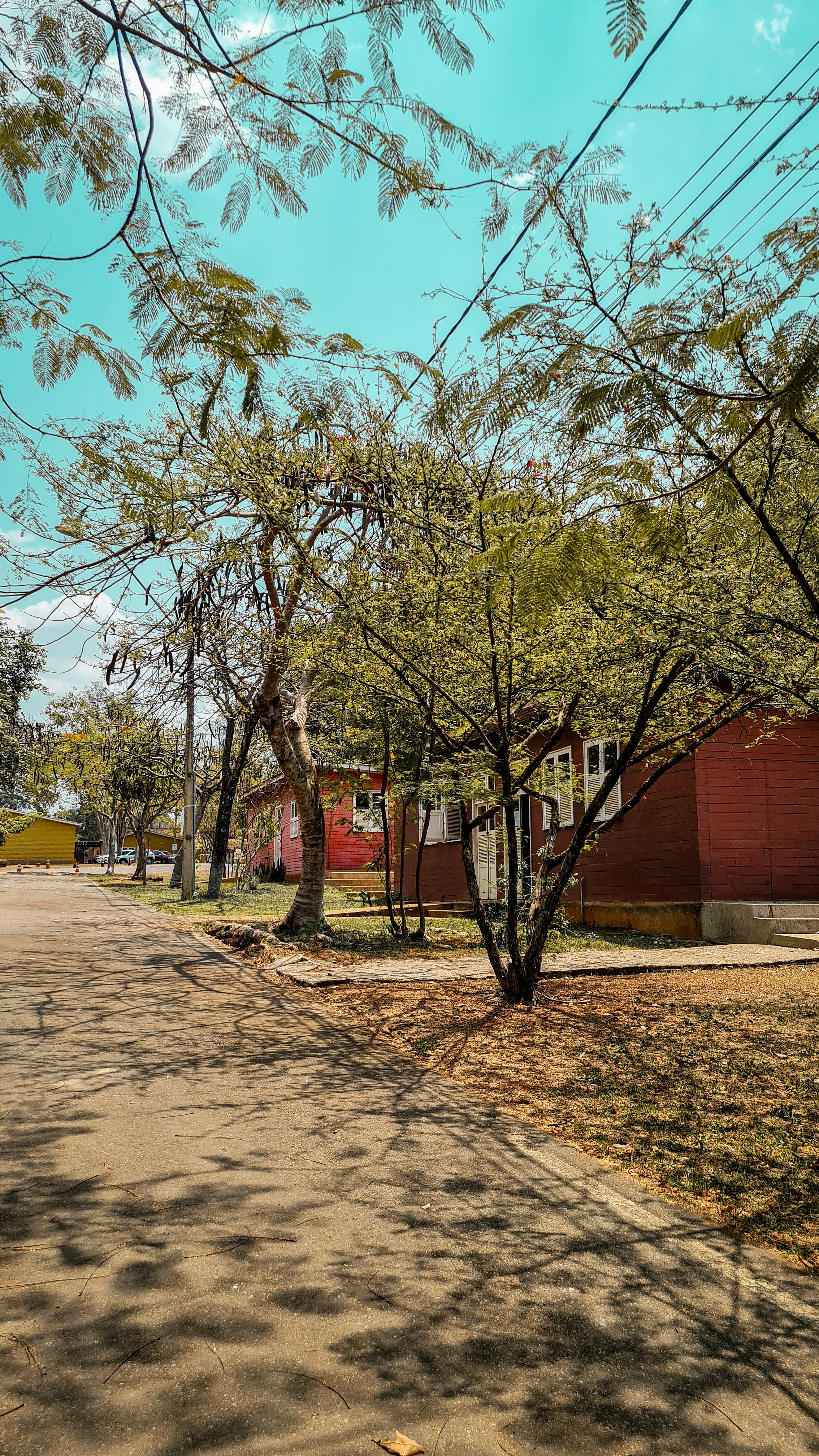 Tree-lined suburban street with dappled shadows on the pavement and red wooden houses beneath a bright blue sky.