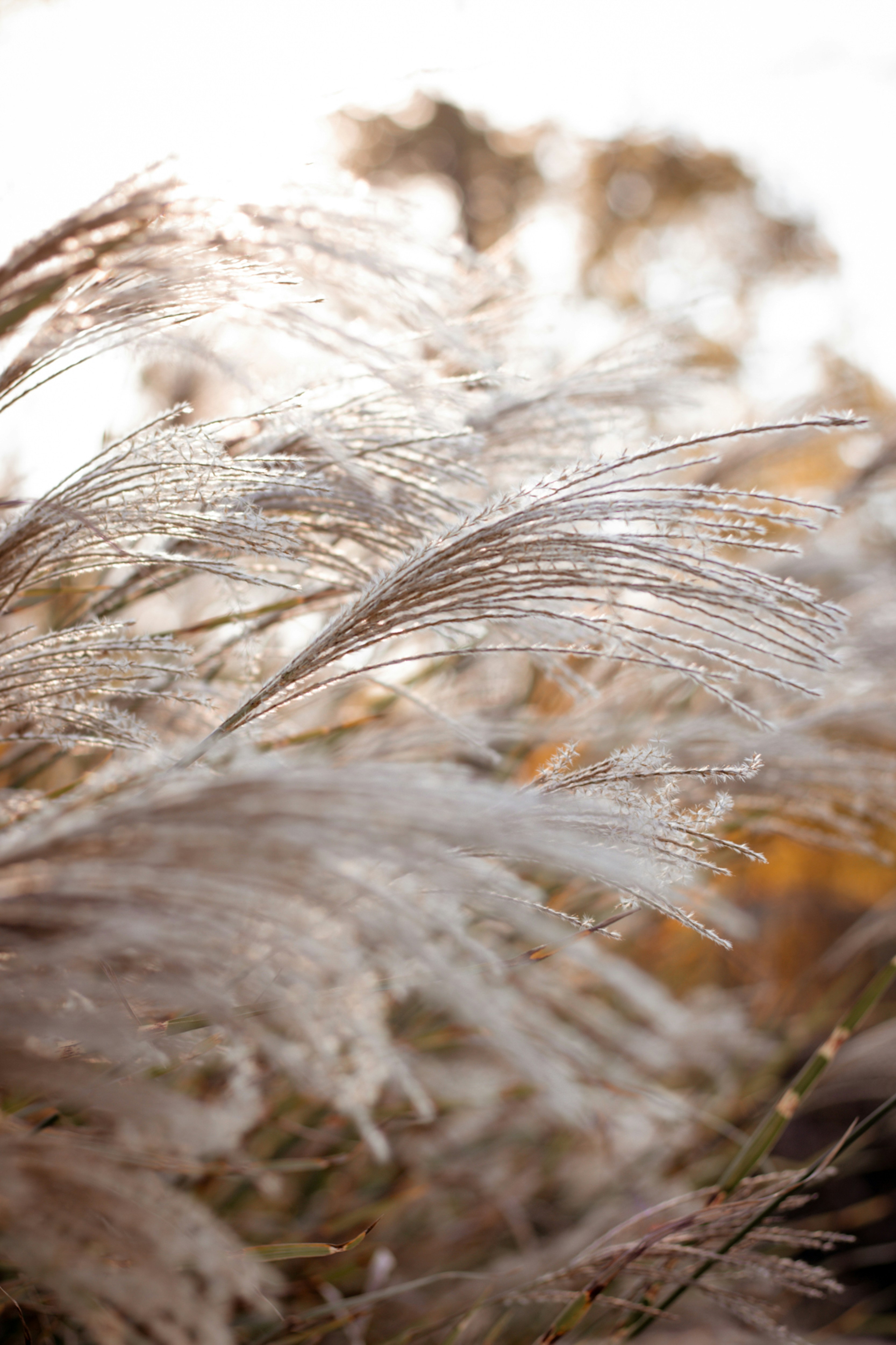 Morning Frost on Delicate Reeds: Light Through Ice-Kissed Plumes