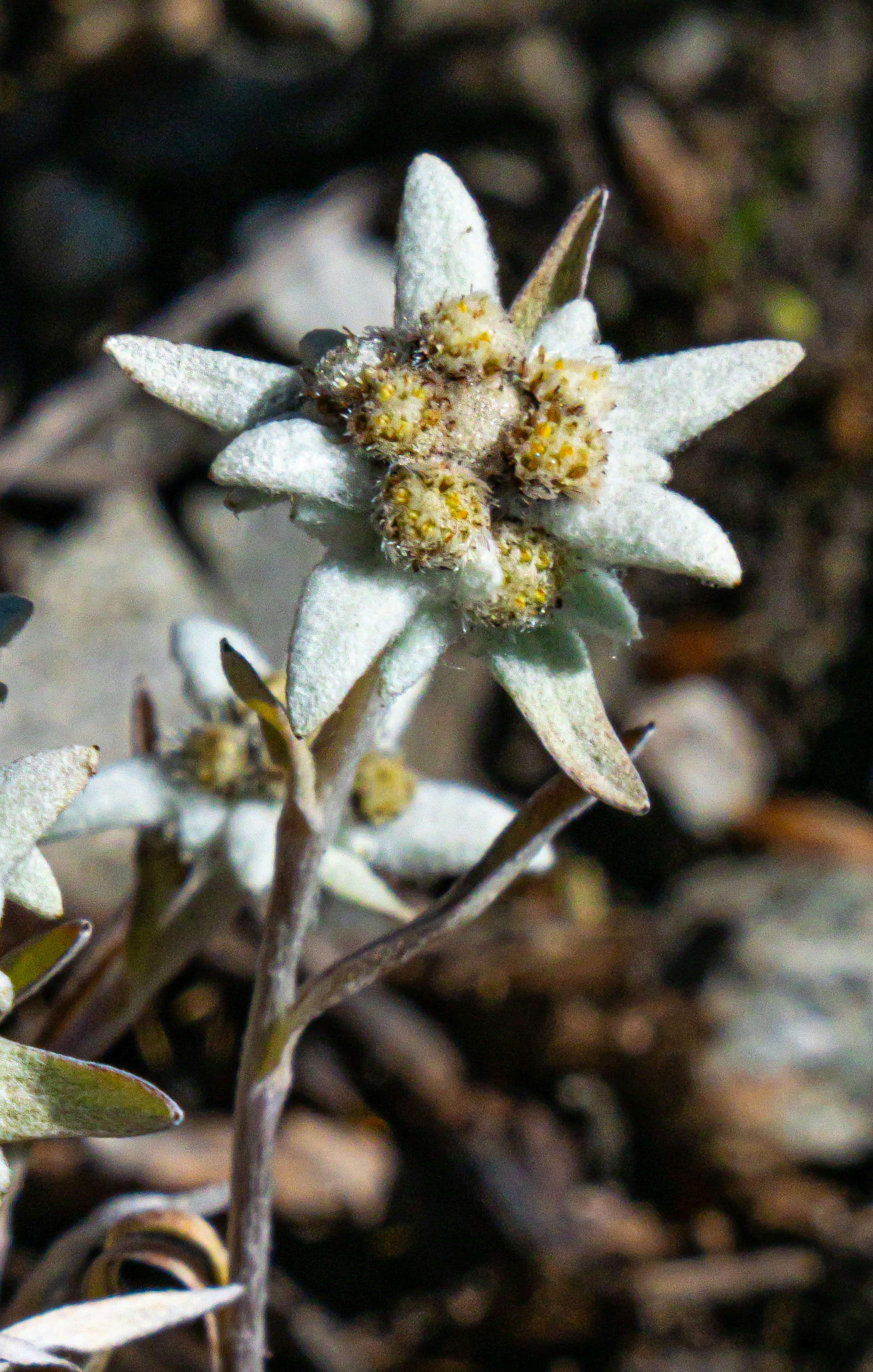Edelweiss Pictures | Download Free Images on Unsplash