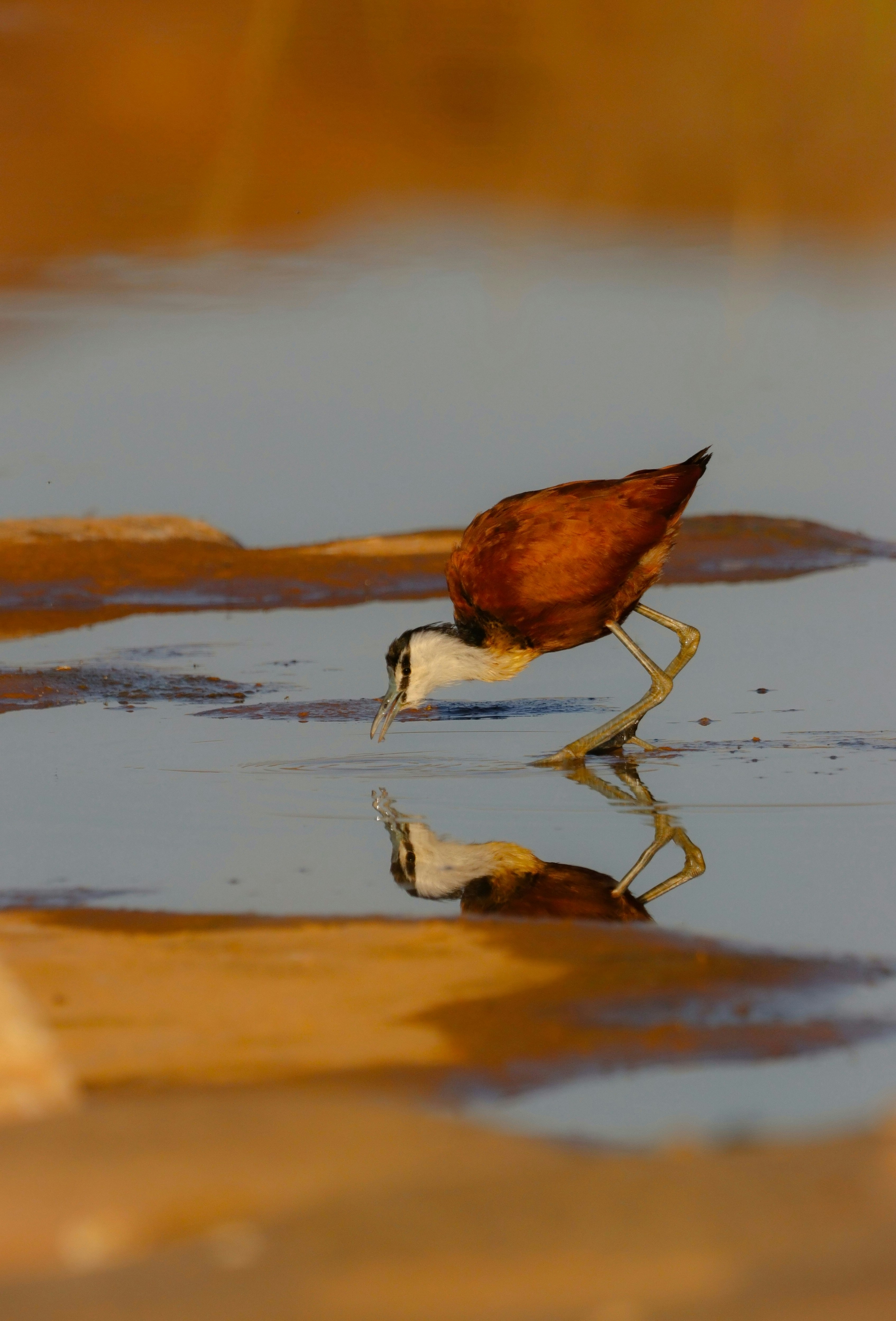 Photo by Diana Roberts with Canon EOS 250D