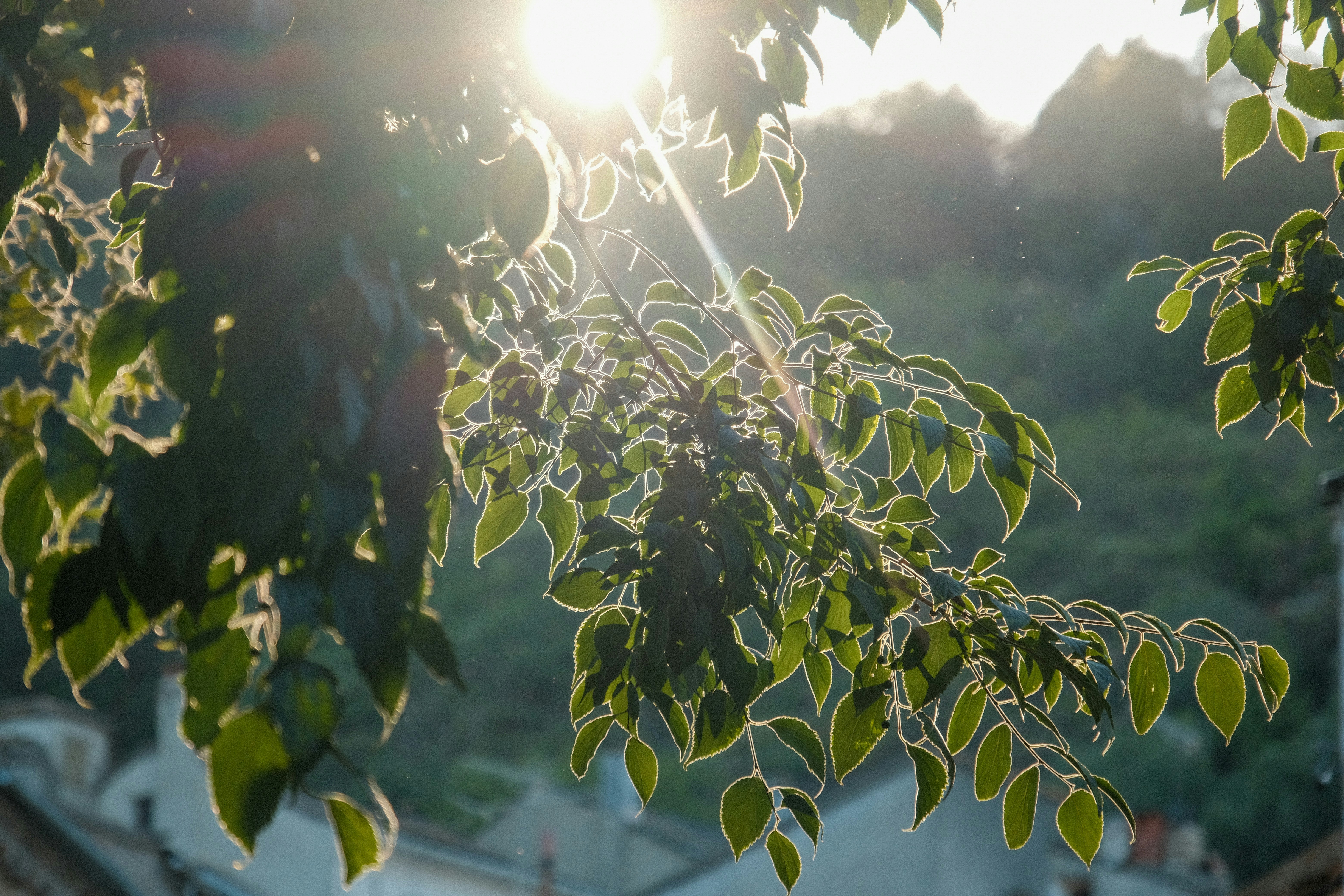 Sunburst Through Delicate Leaves in a Quiet Urban Garden