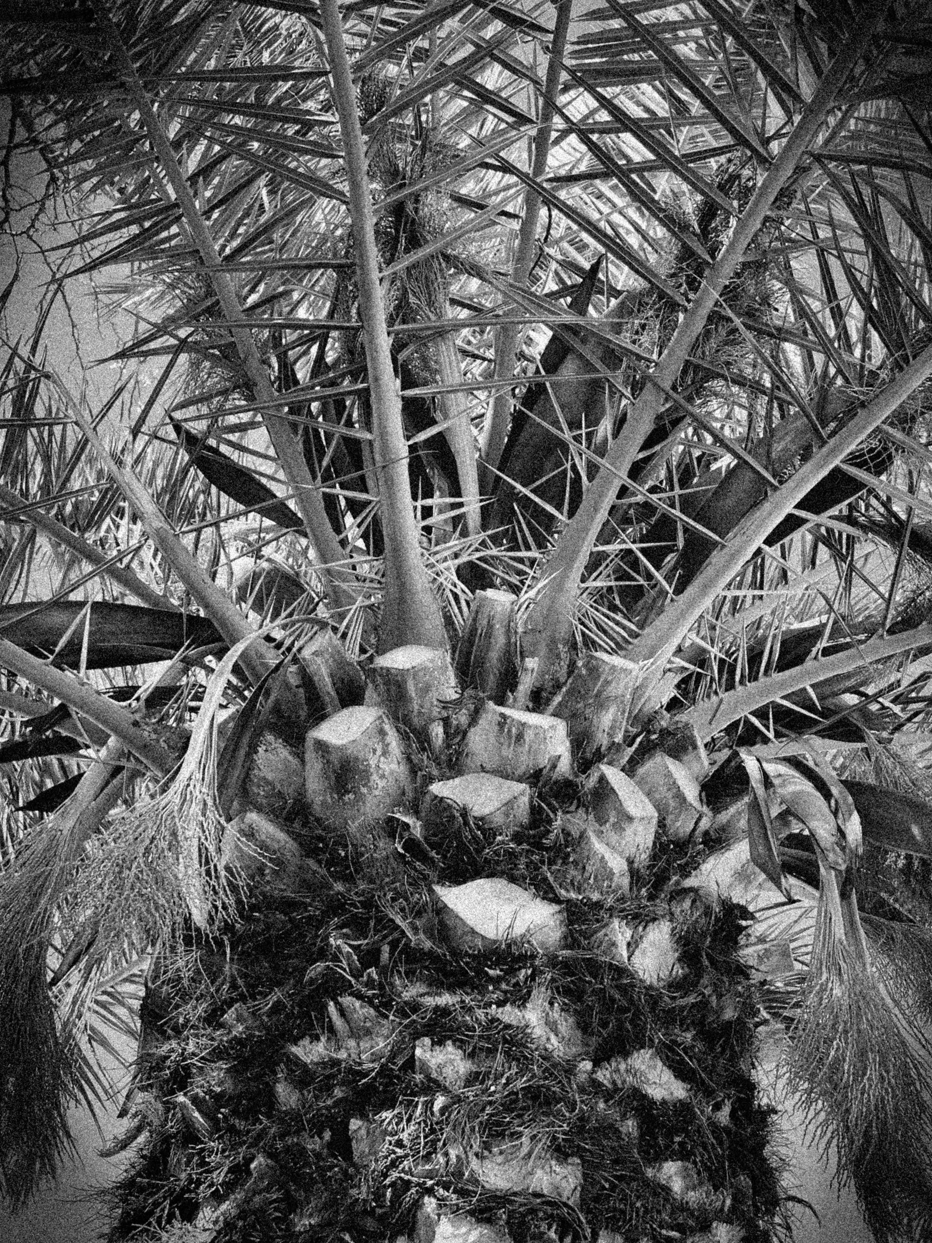 Fractal Crown: A Palm Tree’s Geometric Reveal