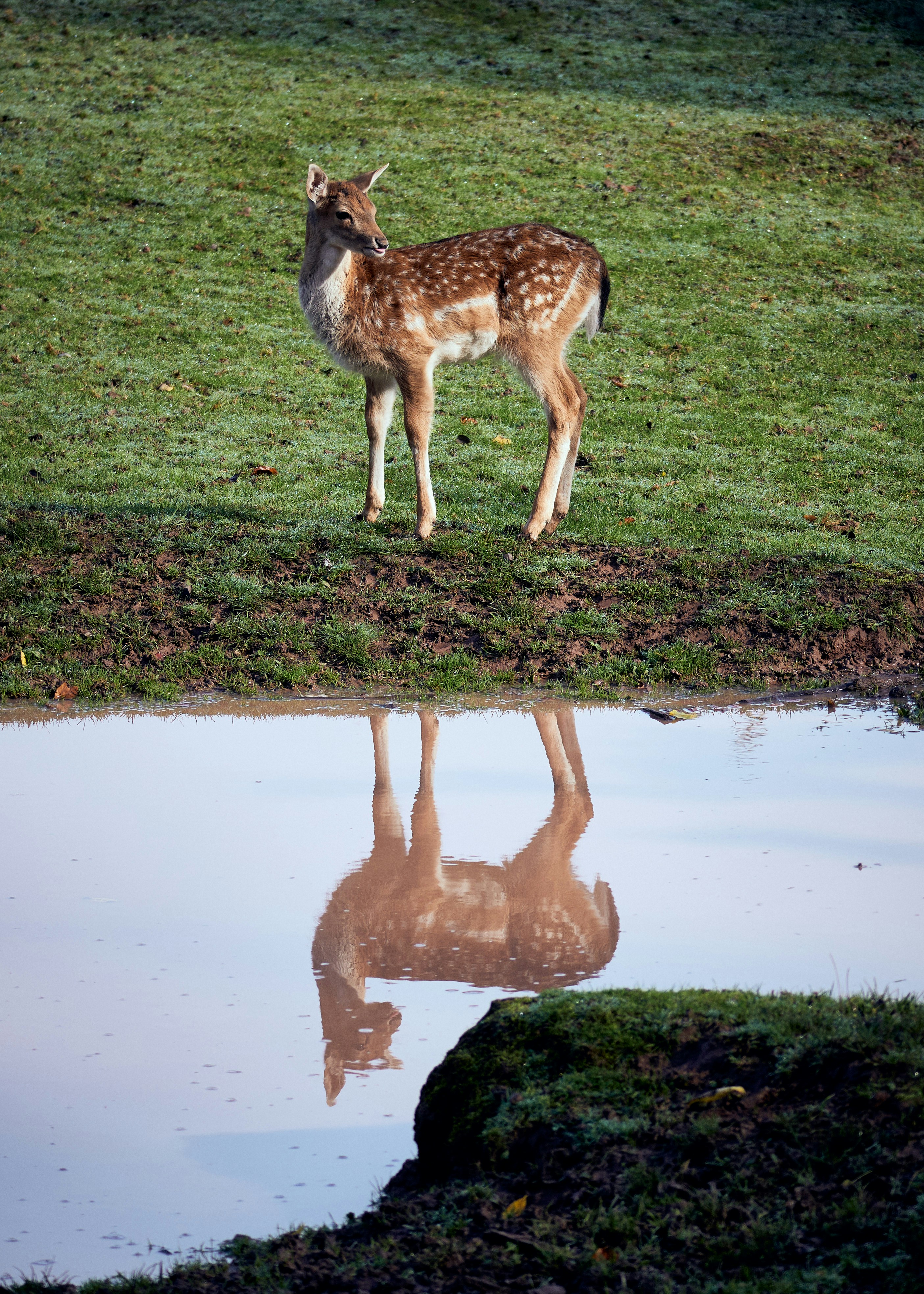 Grace at the Waterline: A Fawn Standing by a Reflective Pond