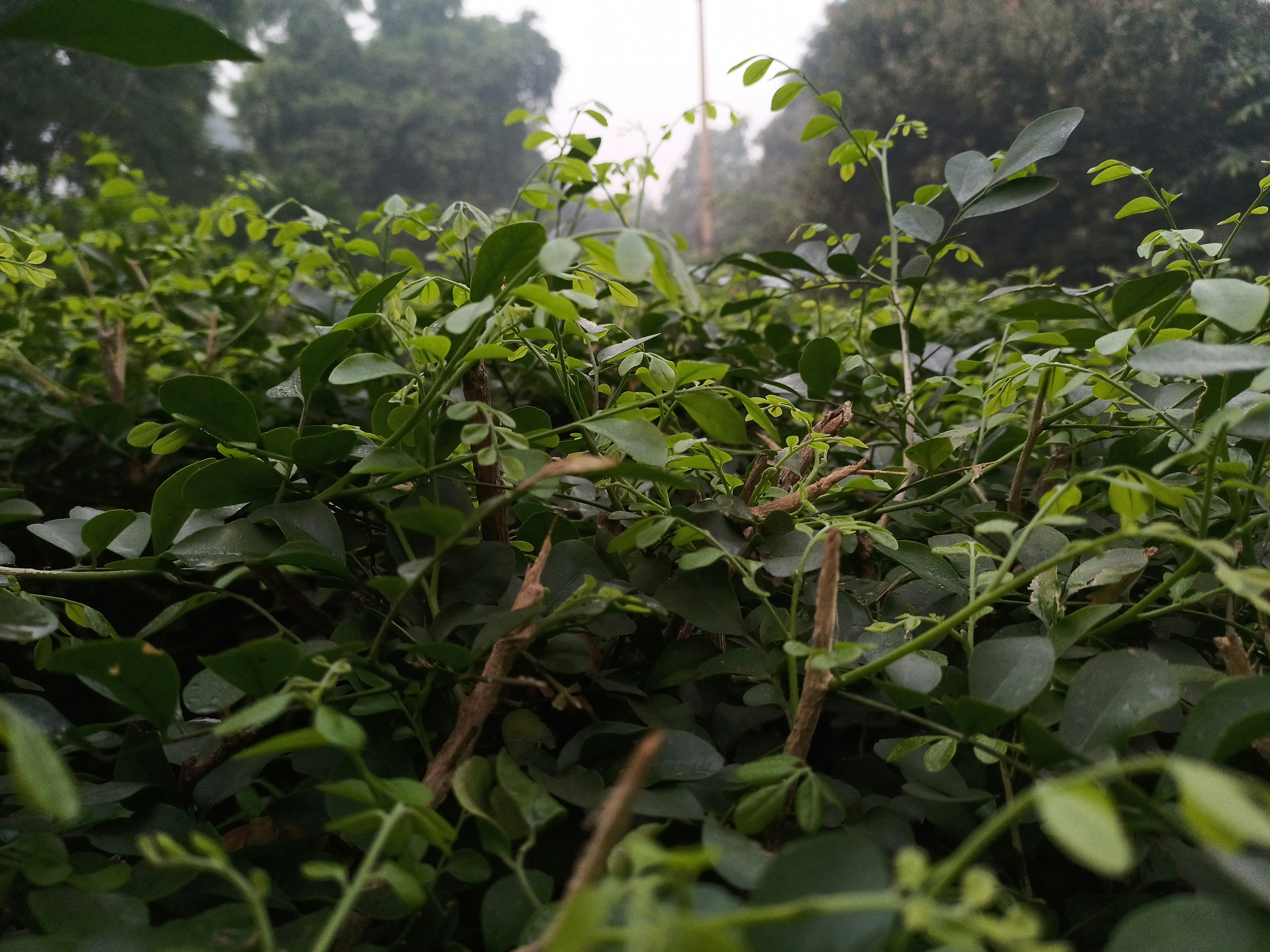 Close-up of a dense hedge with vibrant green leaves and a softly blurred background, emphasizing leaf texture.