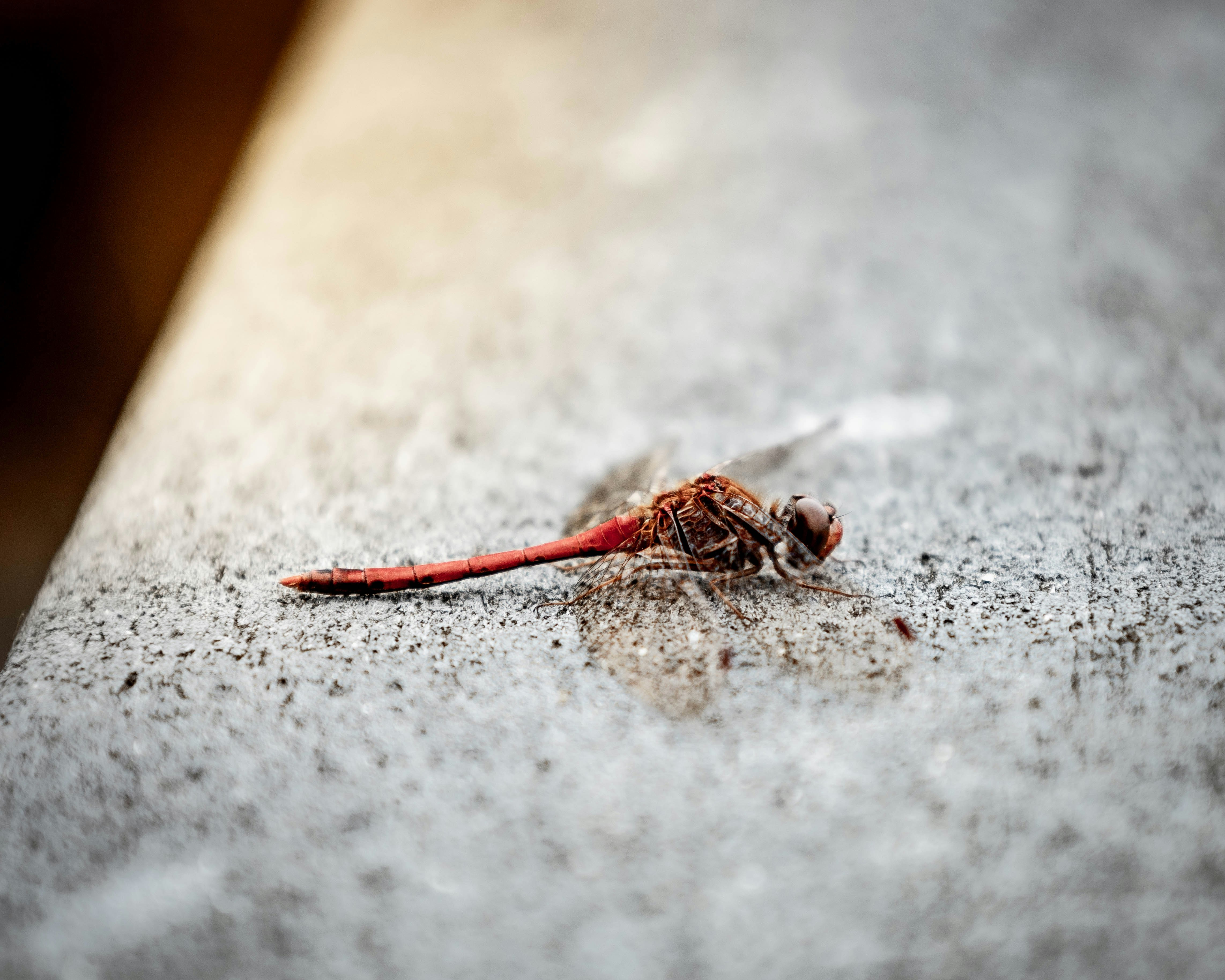 Crimson Seedpod on Weathered Concrete