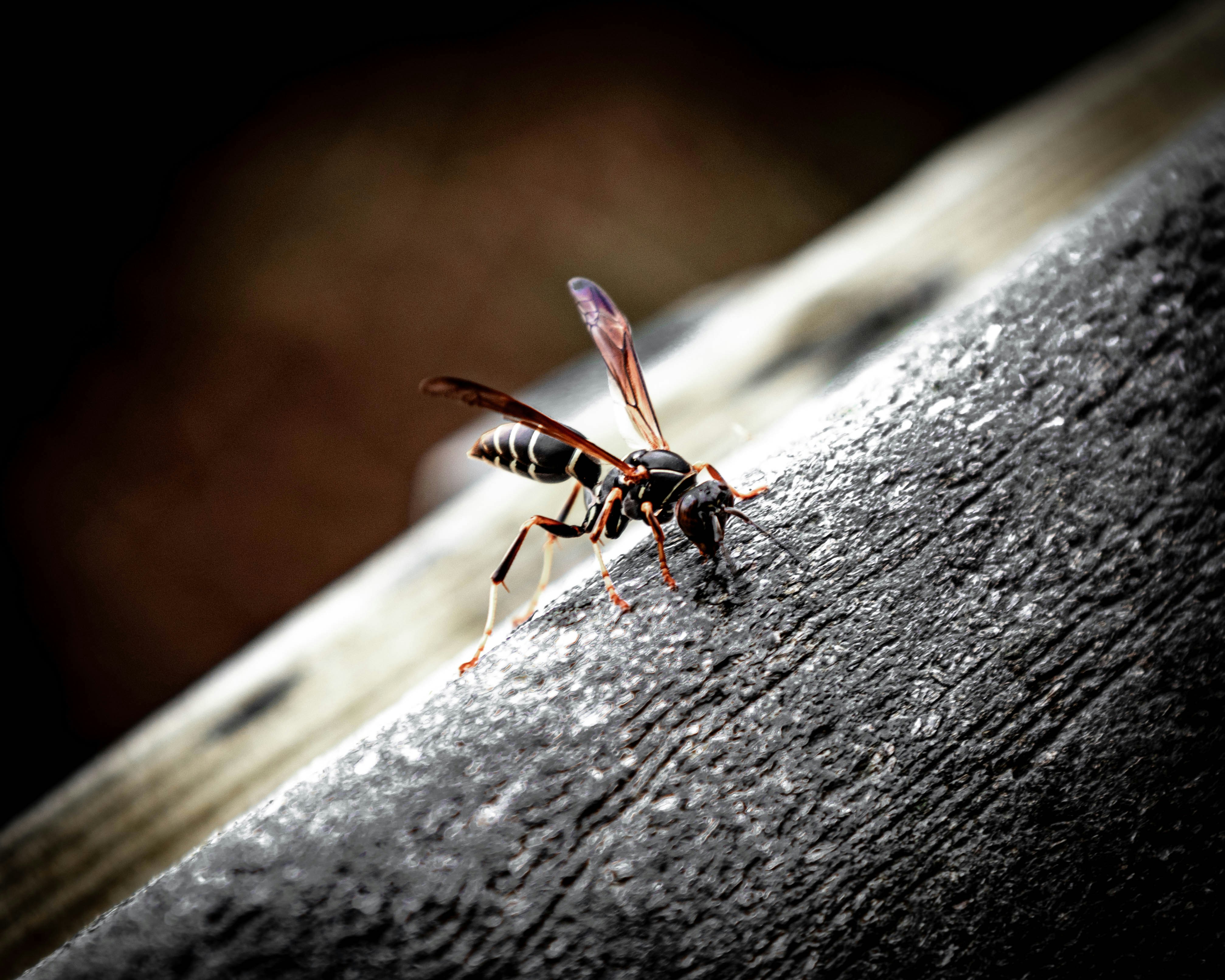 A close up of a fly on a piece of wood