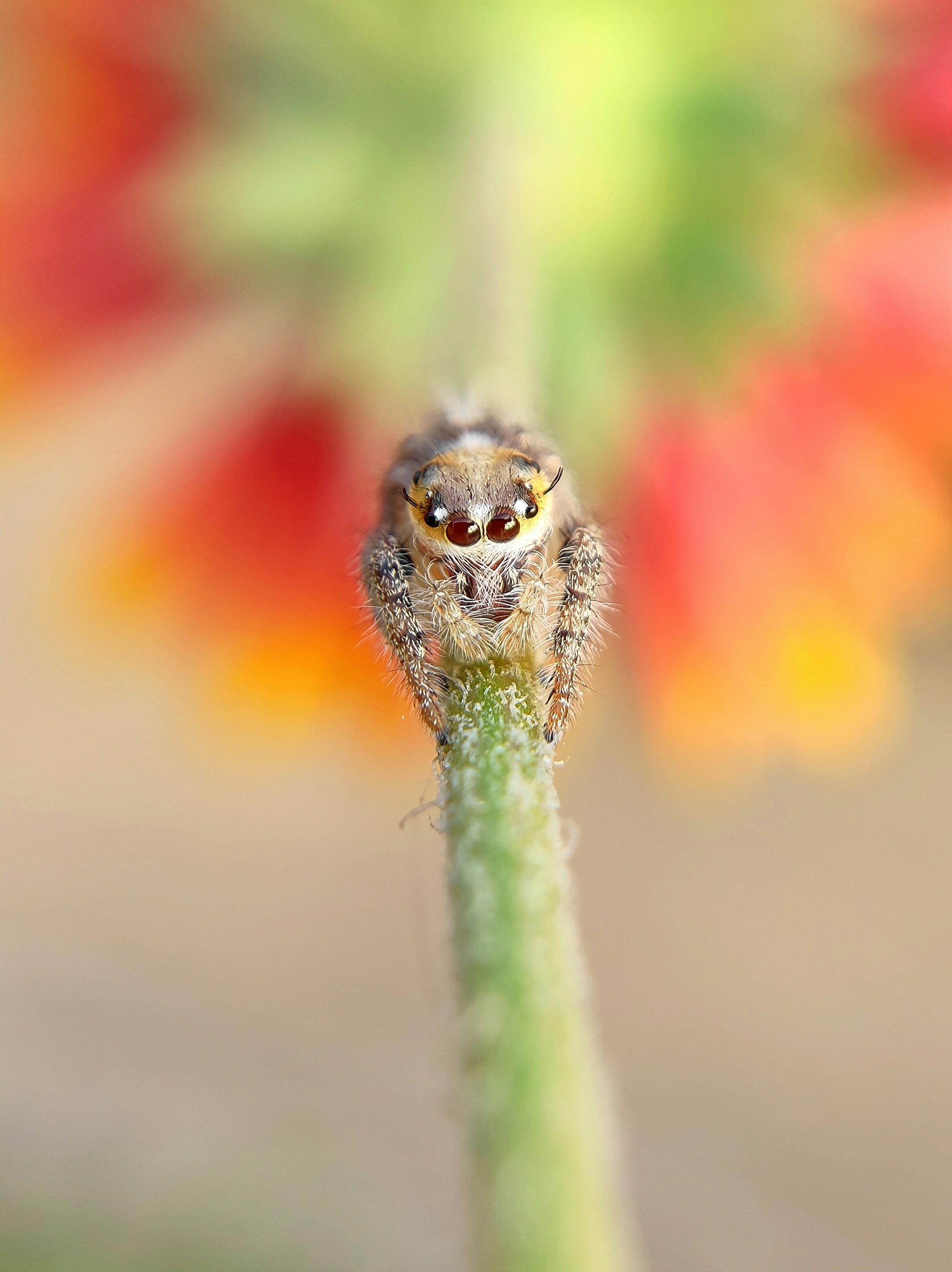 A close up of a small spider on a plant photo – Free Animal Image on ...