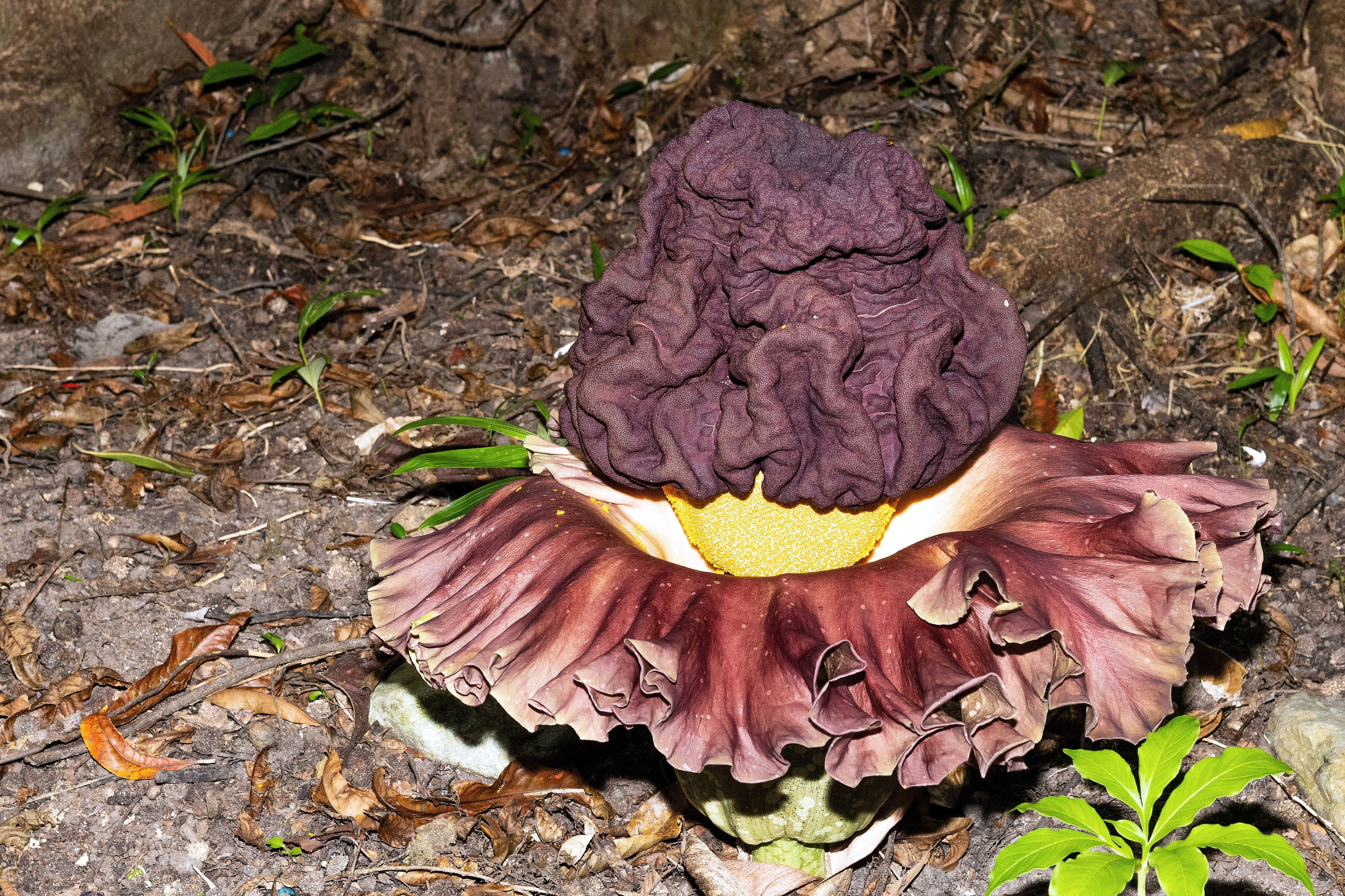 Lilac Fungal Crown: A Ruffled Cap Emerges from Leaf Litter