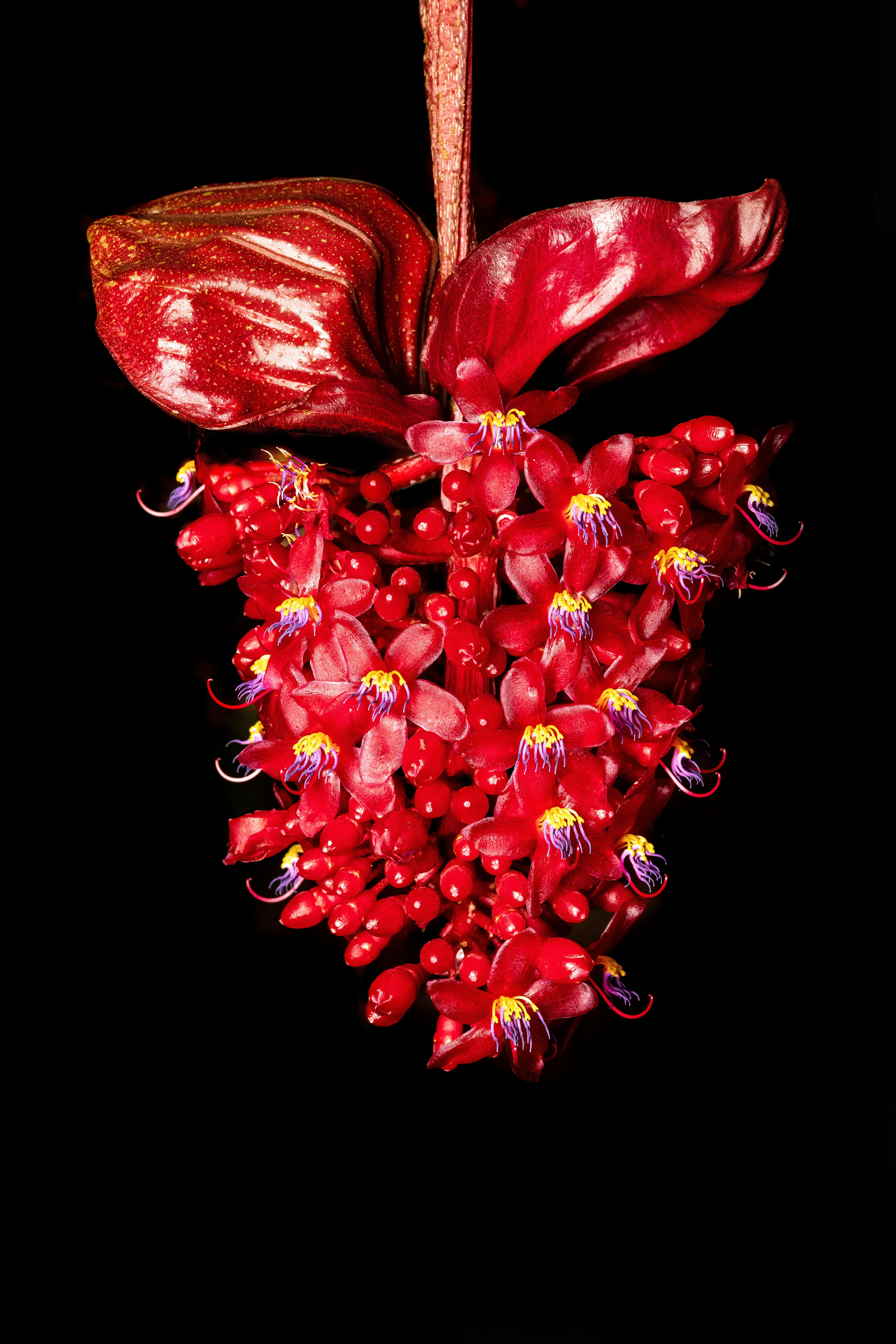 Flower head of Medinilla miniata, a tropical plant native to the Philippines.
